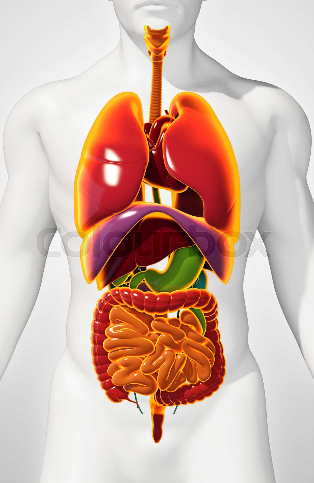 3D illustration of Human Internal Organic. | Stock image | Colourbox