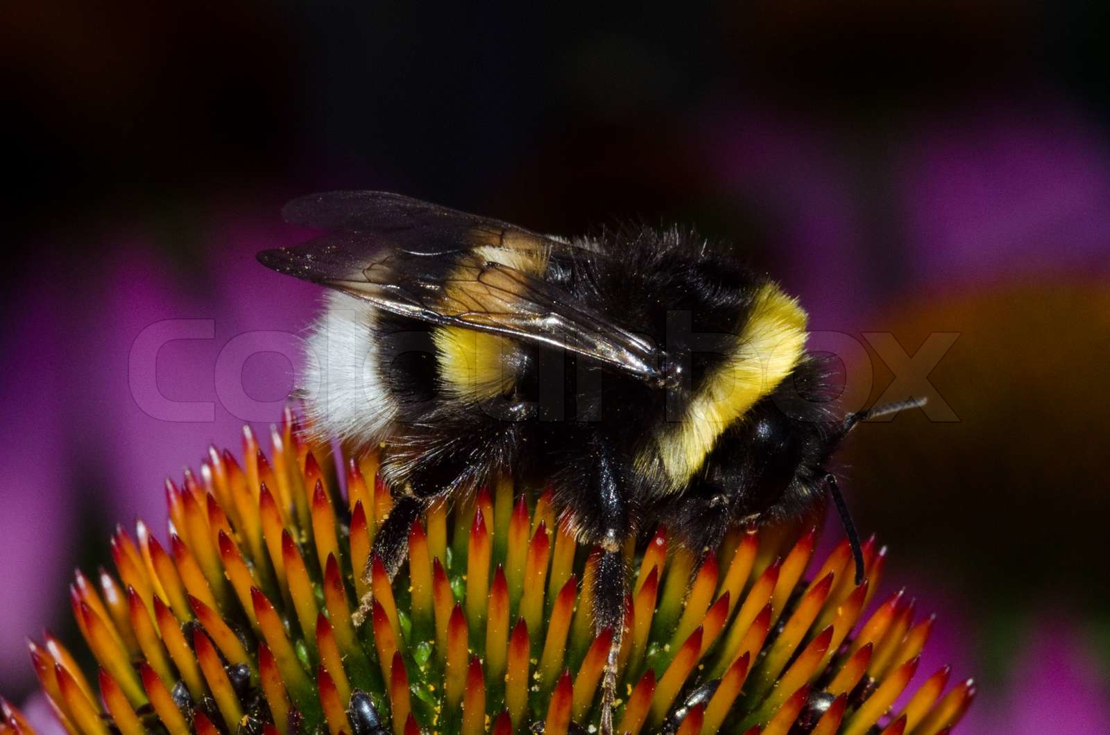 Stor jord humlebi , Bombus terrestris , siddende på en stor blomst ...