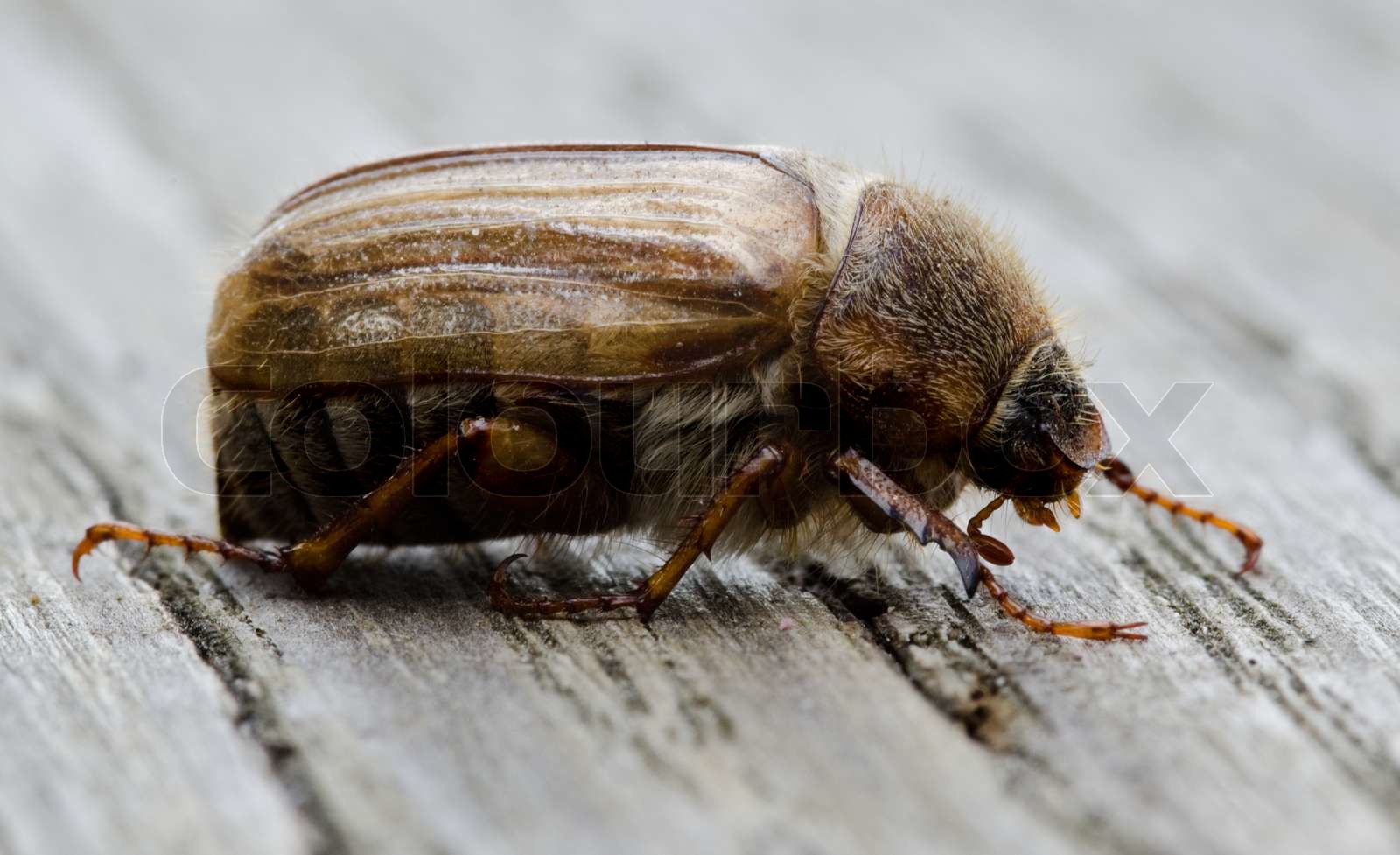 European june beetle or summer chafer, Amphimallon solstitialis, on ...