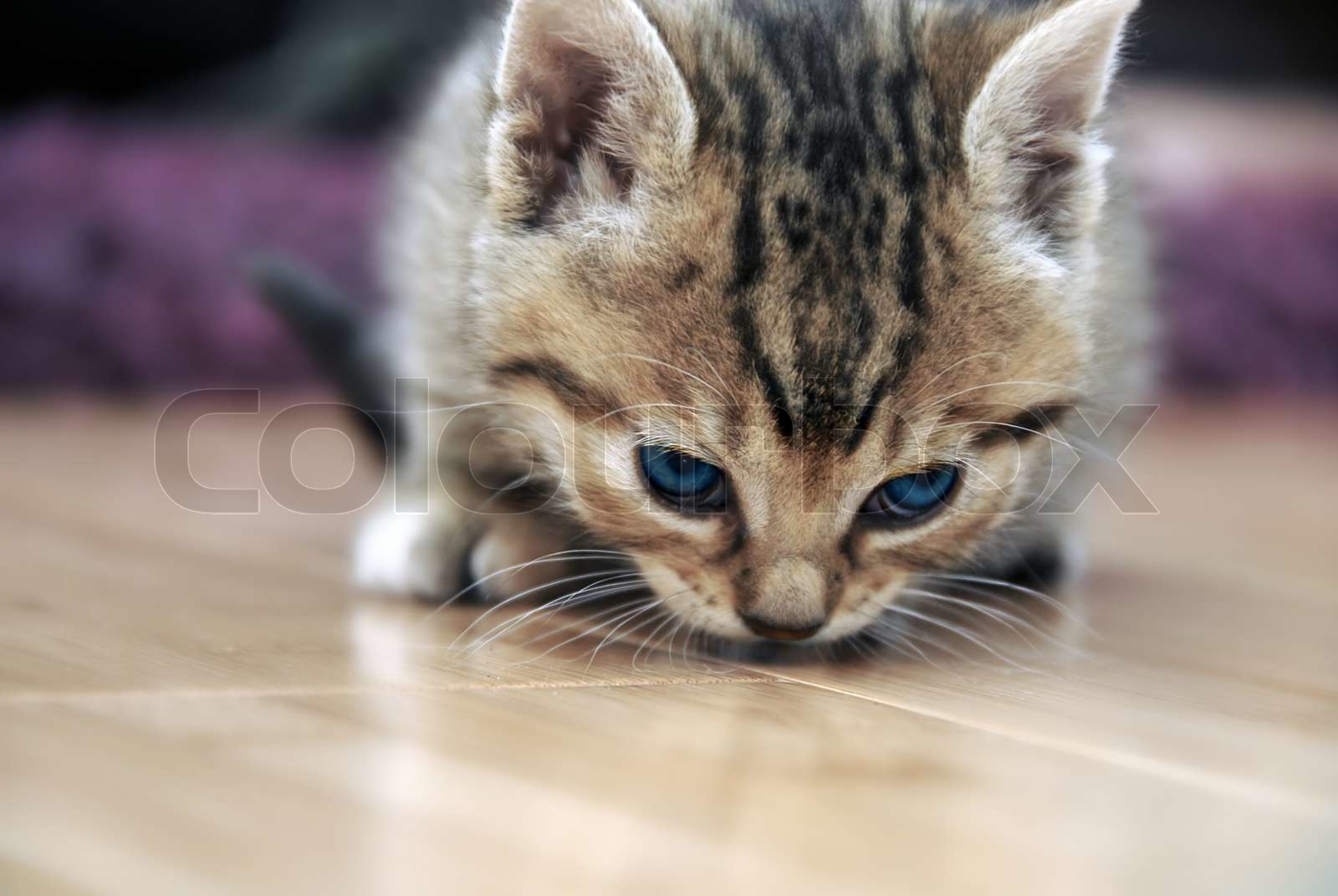 one curious little cat sniffing the floor | Stock image | Colourbox