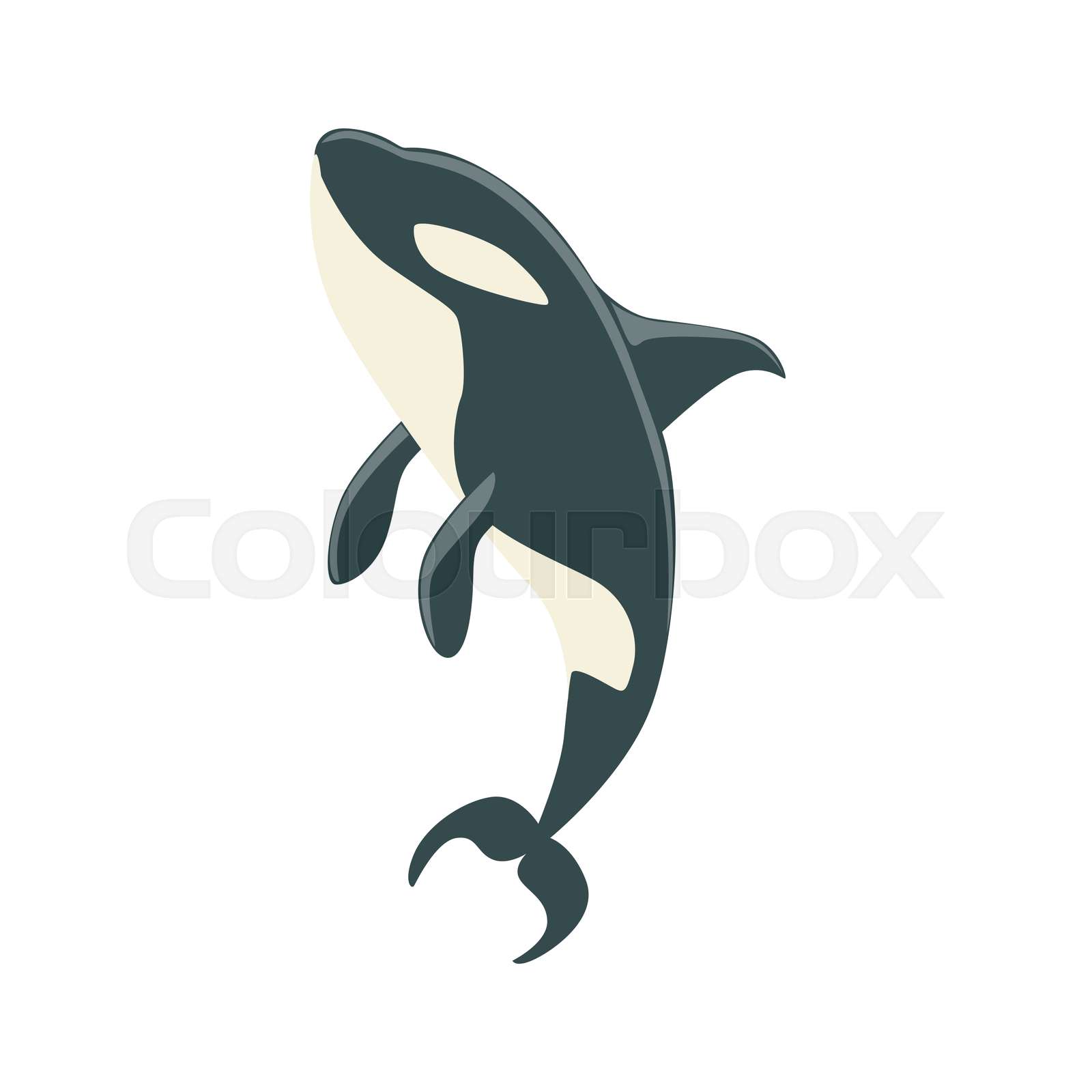 Orca Jumping Drawing