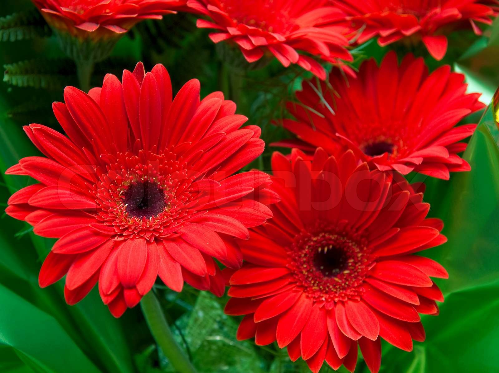 rote Blumen im Strauß | Stock Bild | Colourbox