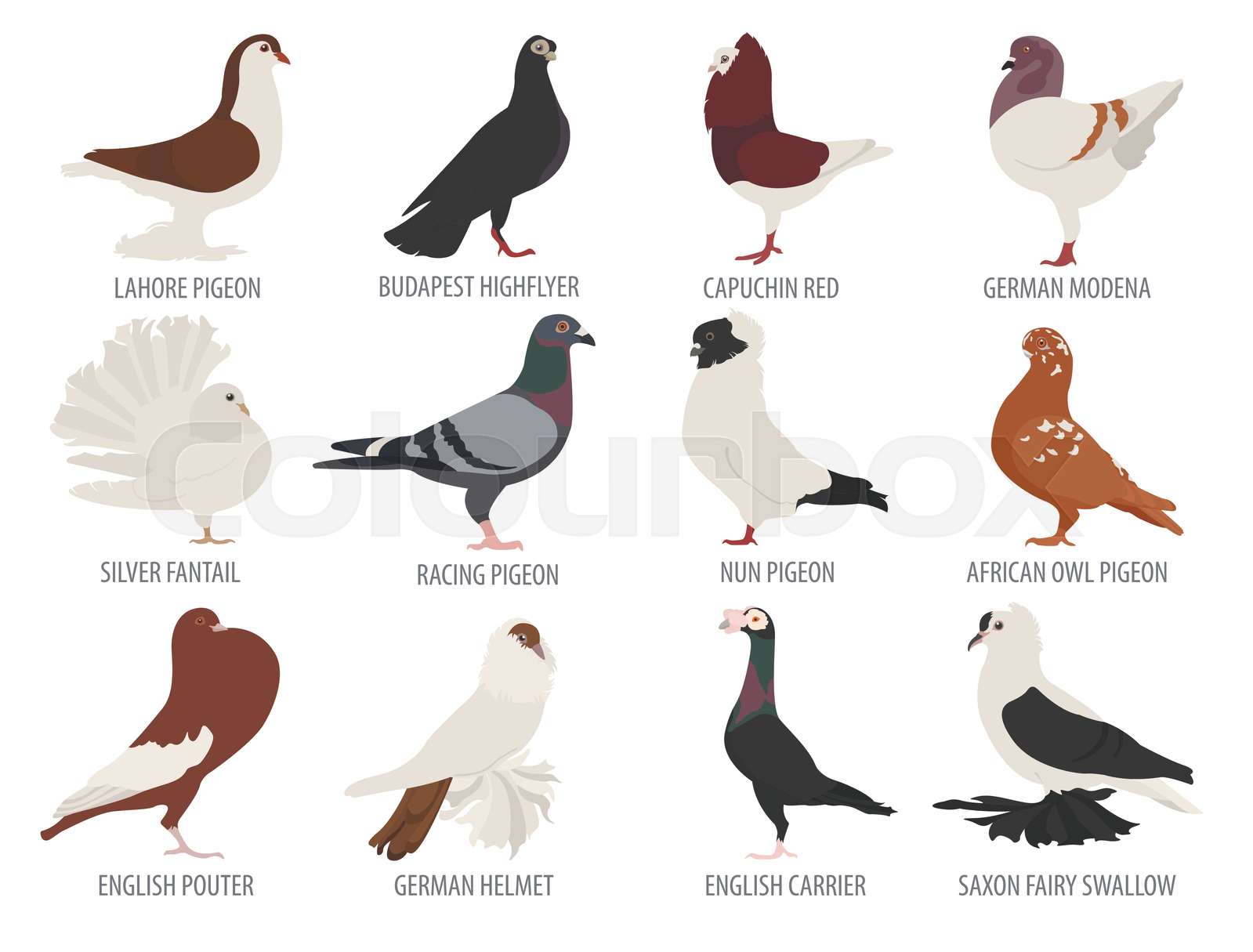 Types Of Homing Pigeons
