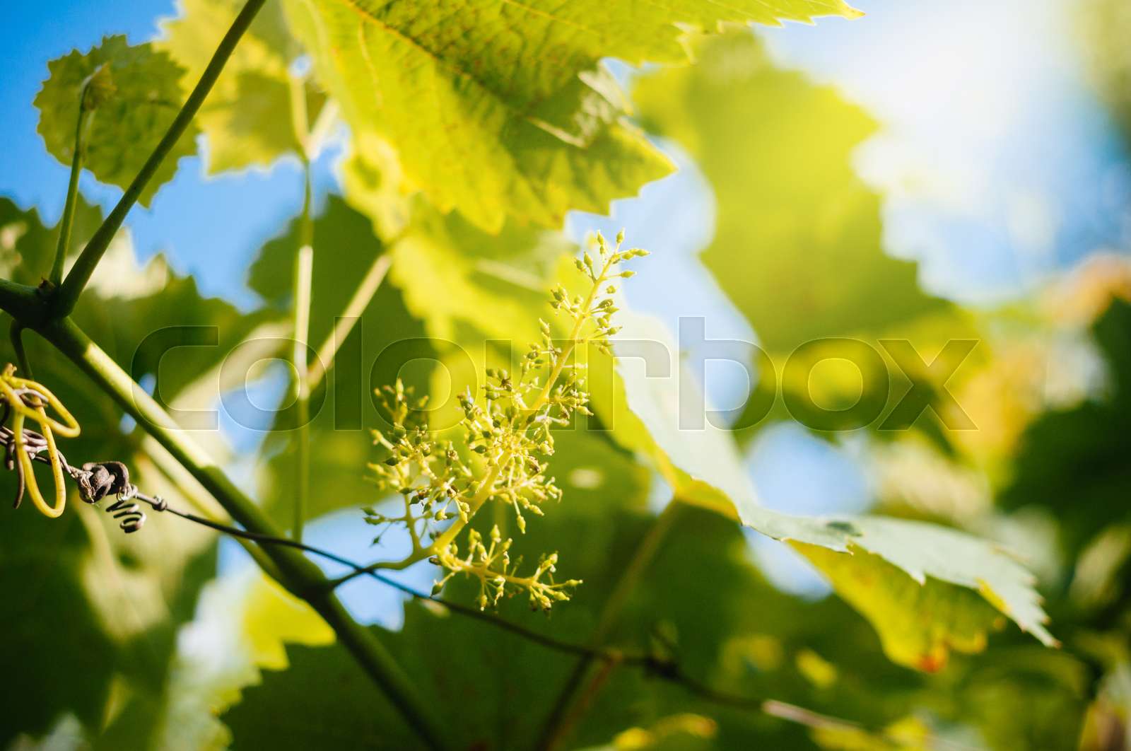 Stage of grape vine bloom | Stock image | Colourbox