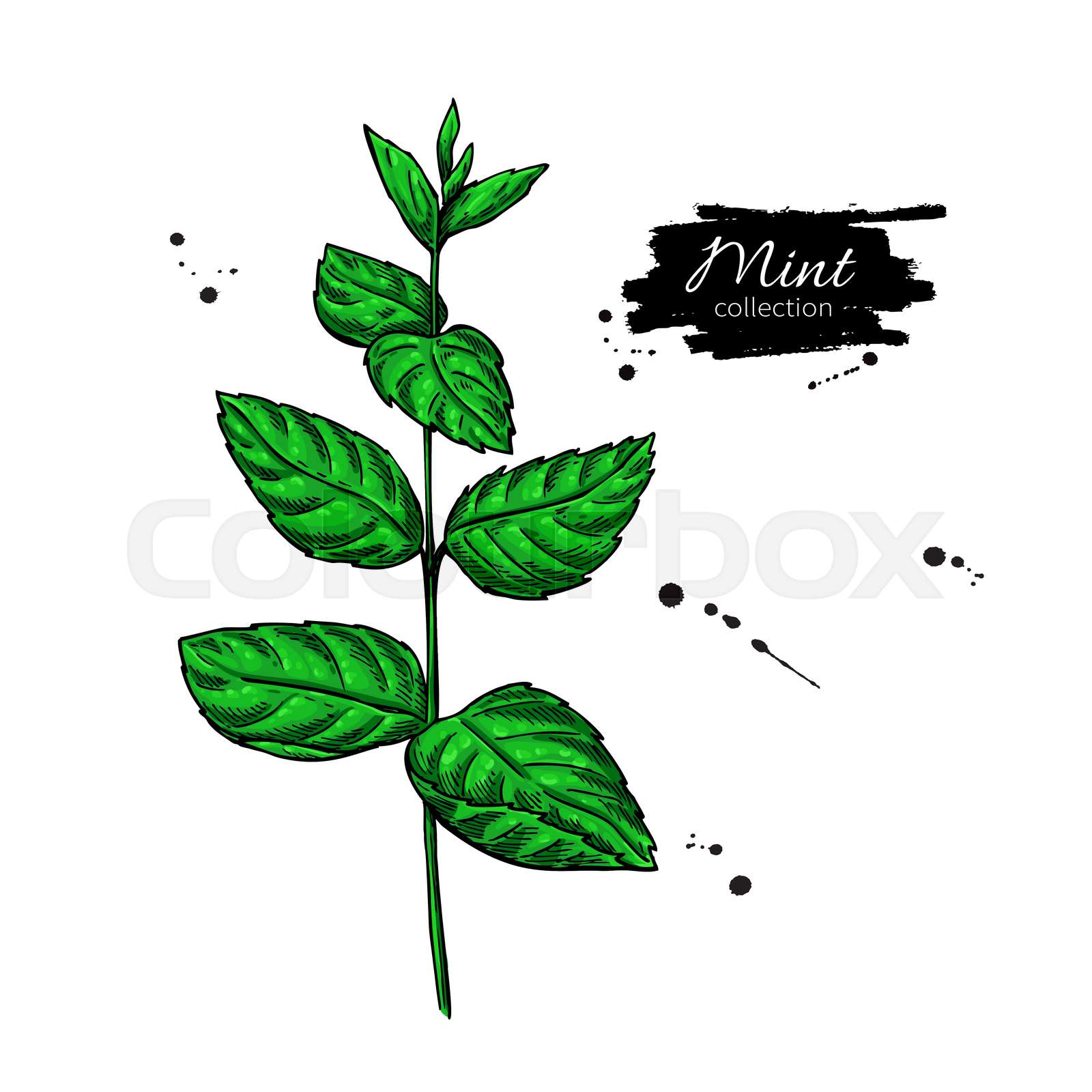 Mint vector drawing. Isolated plant and leaves. Herbal hand drawn ...