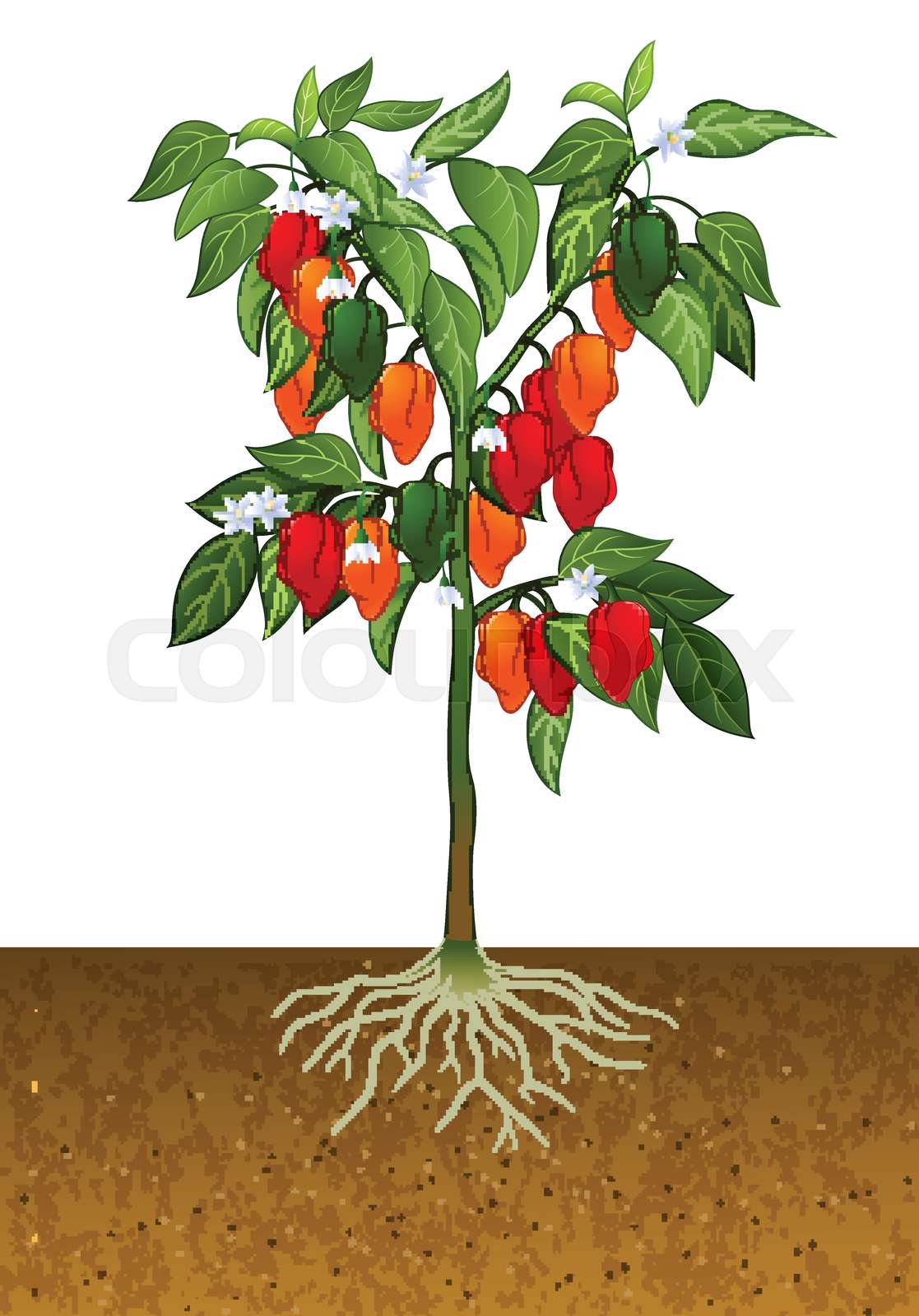Habanero pepper plant | Stock vector | Colourbox