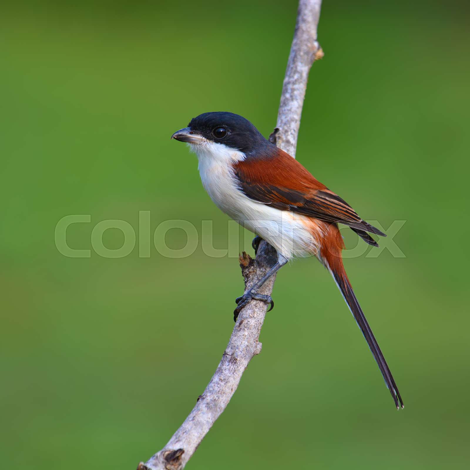 Burmese Shrike bird | Stock image | Colourbox