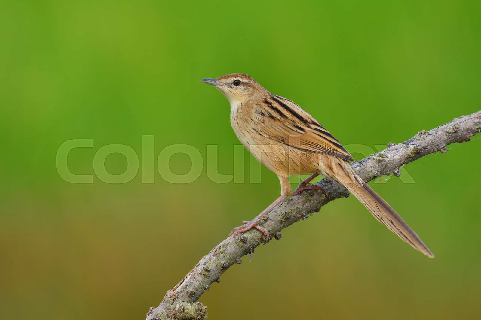 Striated Grassbird Bird | Stock image | Colourbox