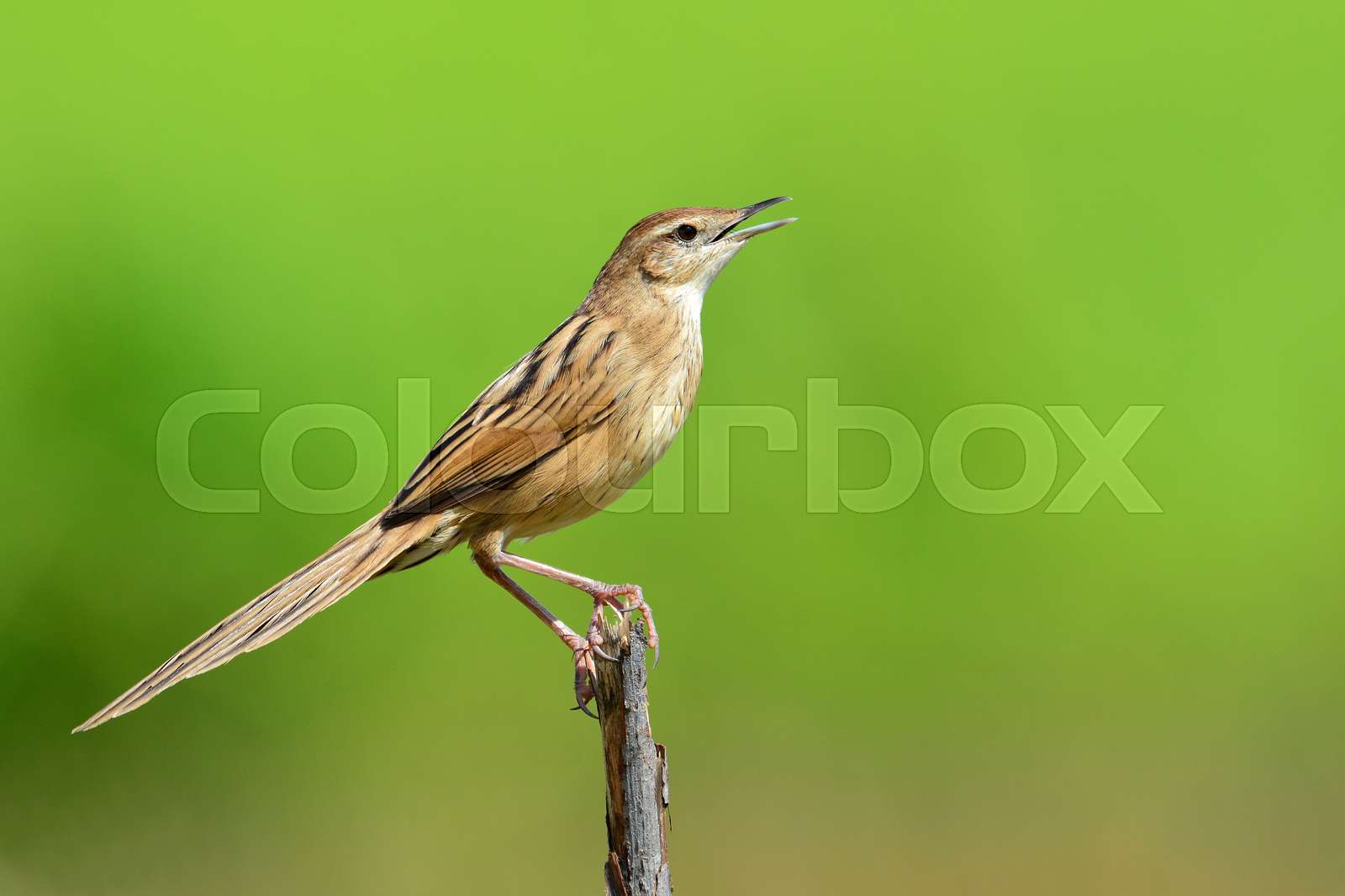 Striated Grassbird Bird | Stock image | Colourbox