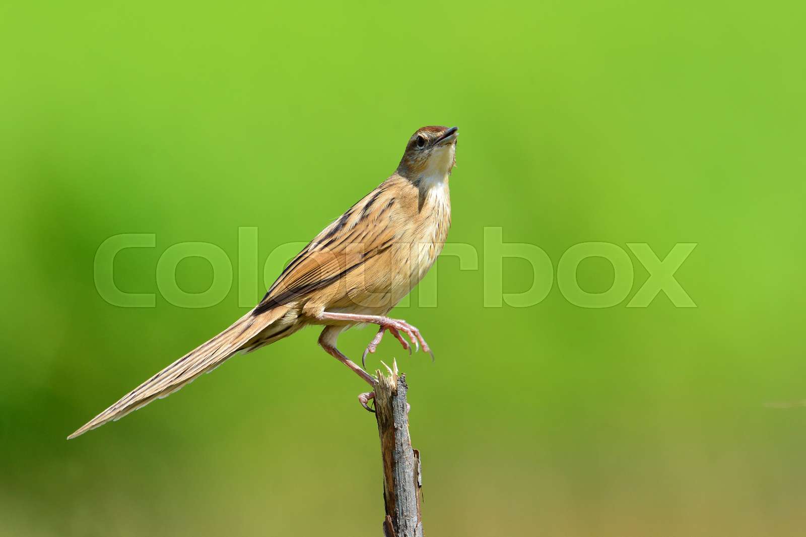 Striated Grassbird Bird | Stock image | Colourbox