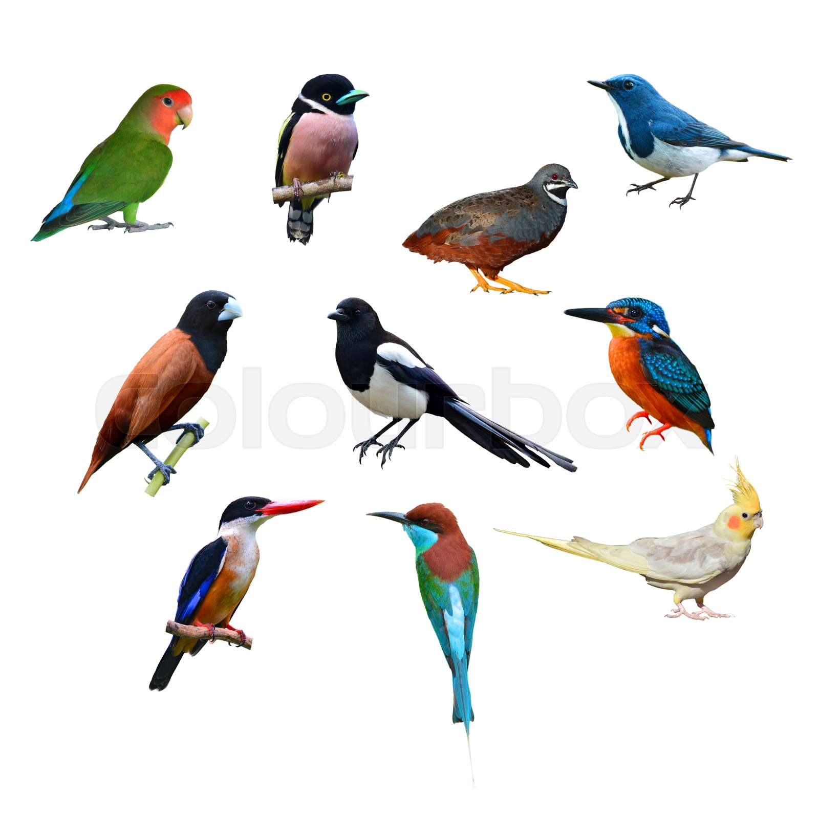 big set of birds | Stock image | Colourbox
