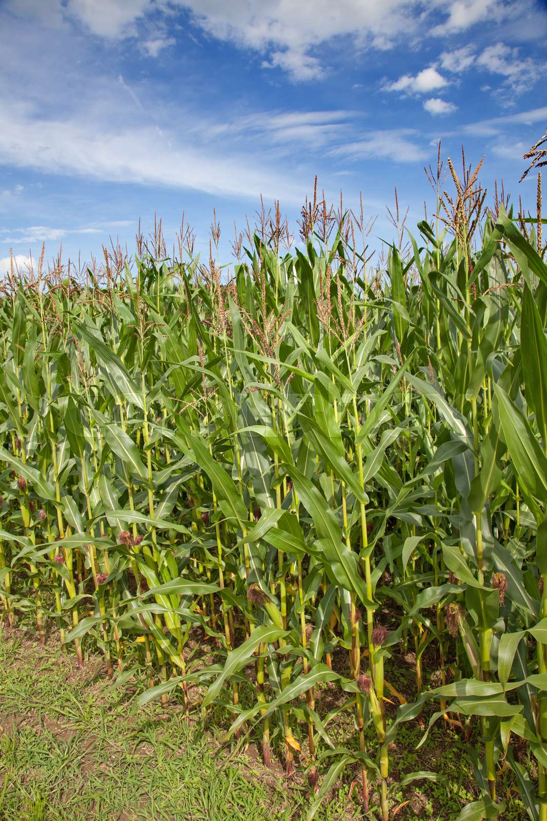 Corn field | Stock image | Colourbox