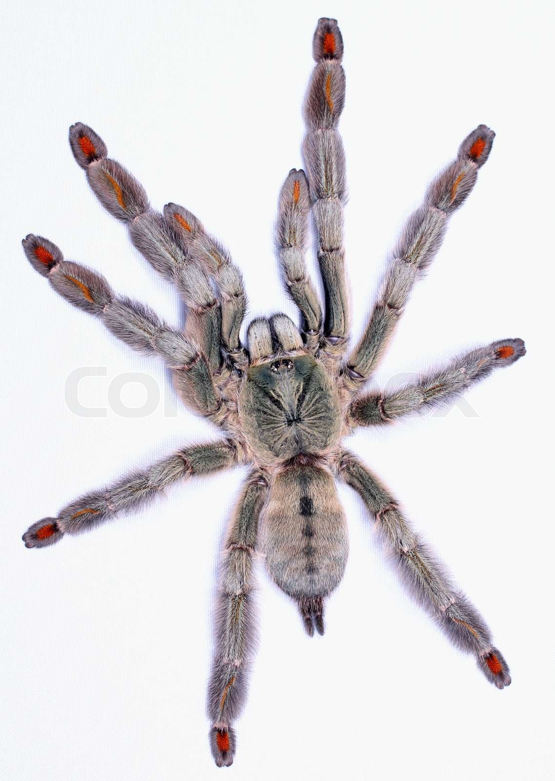 | Stock image | Colourbox