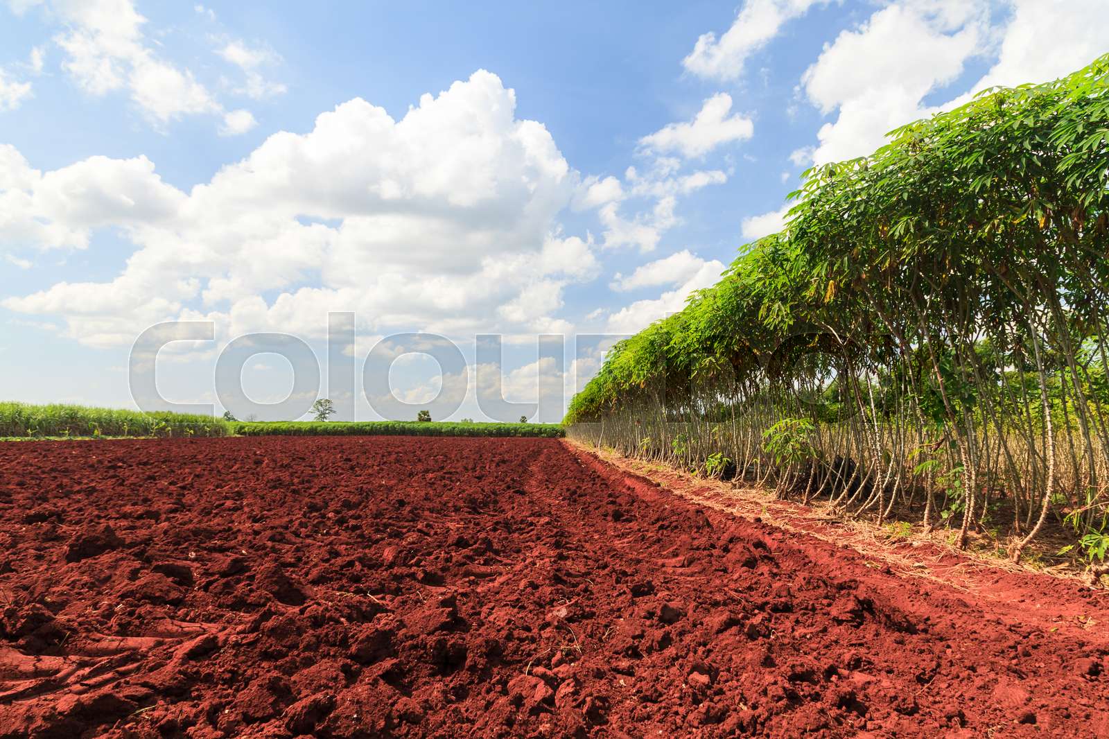 Cassava tree | Stock image | Colourbox