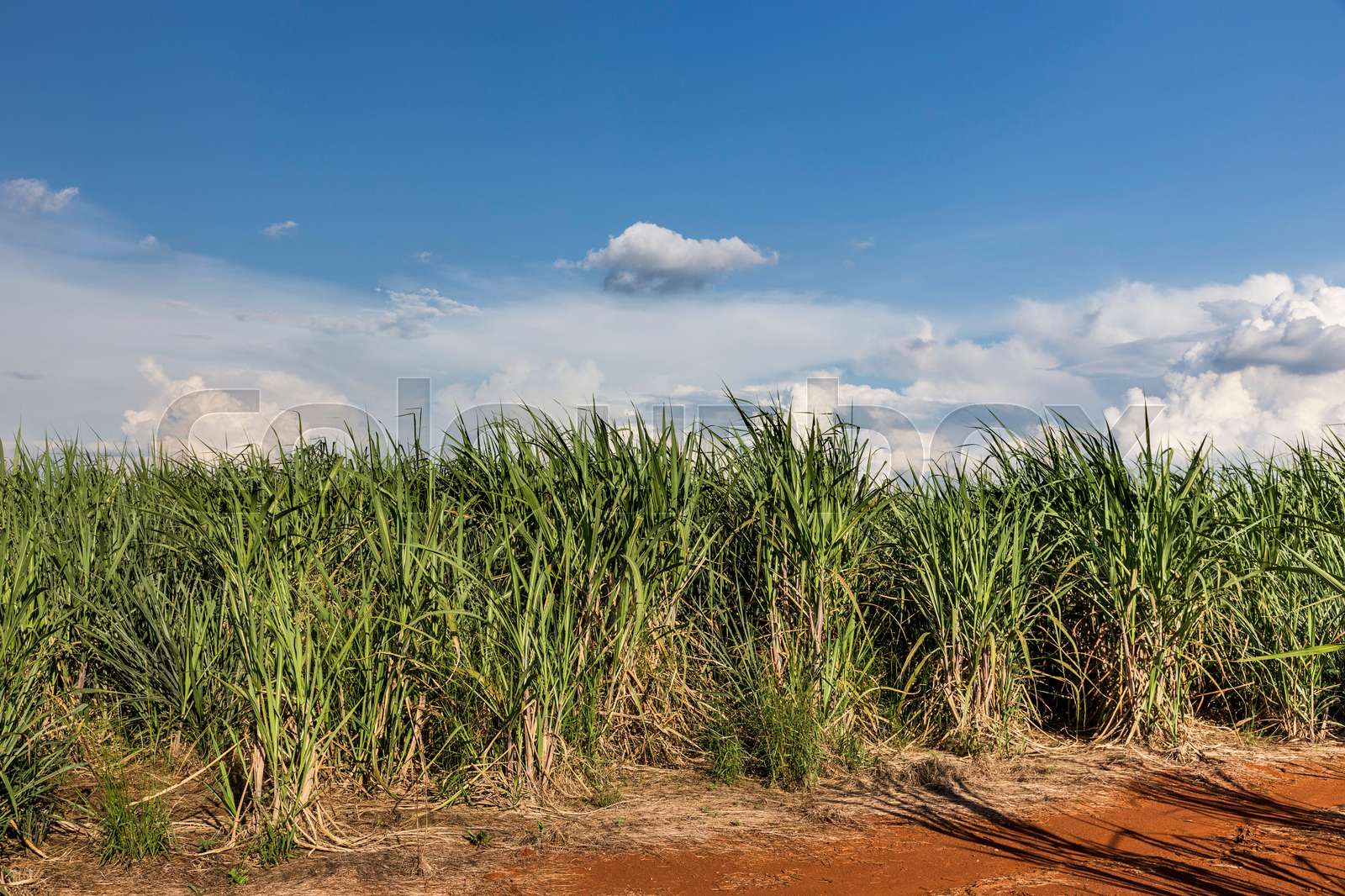 Brazilian Sugar cane | Stock image | Colourbox