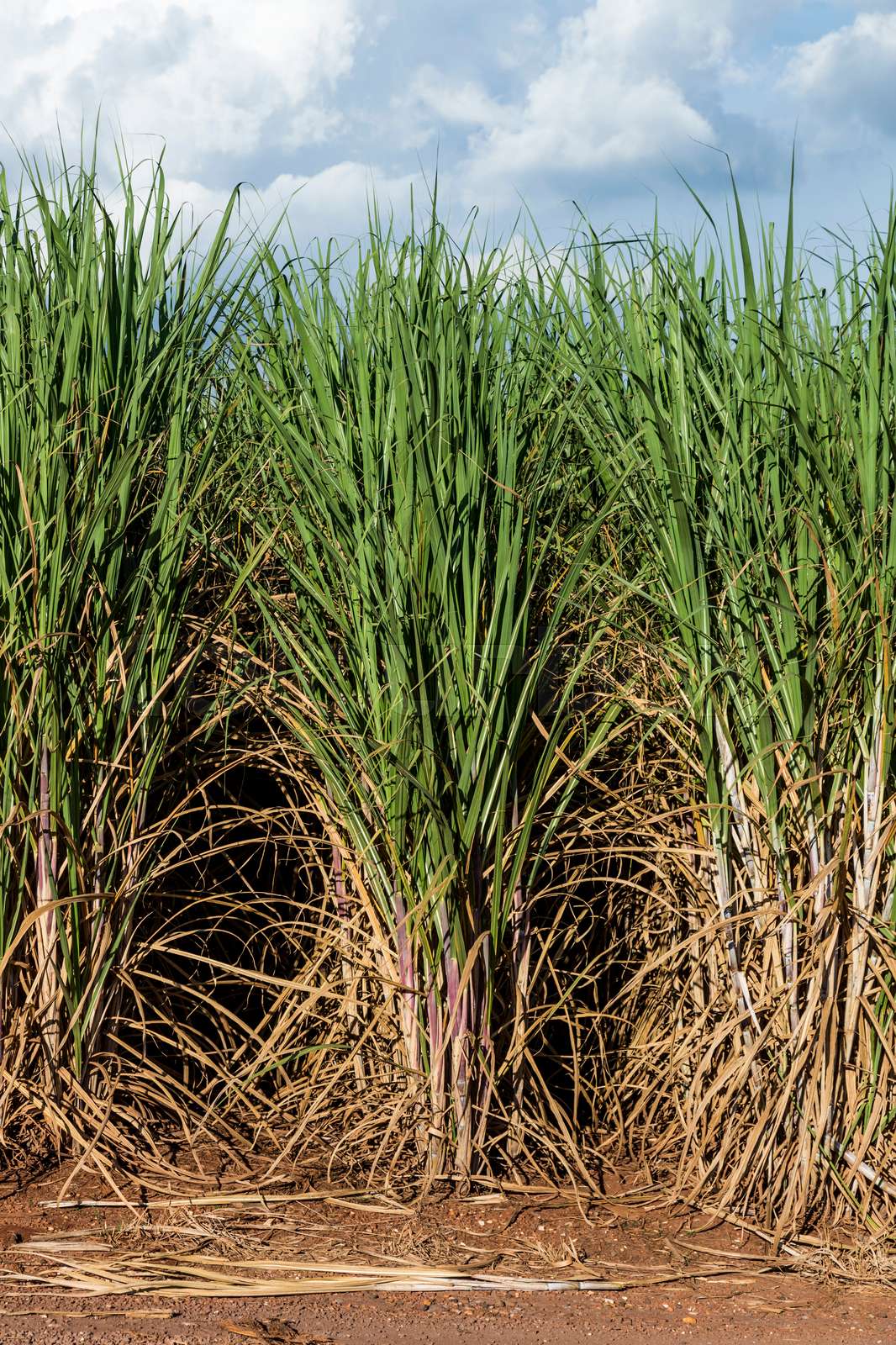 Brazilian Sugar cane | Stock image | Colourbox