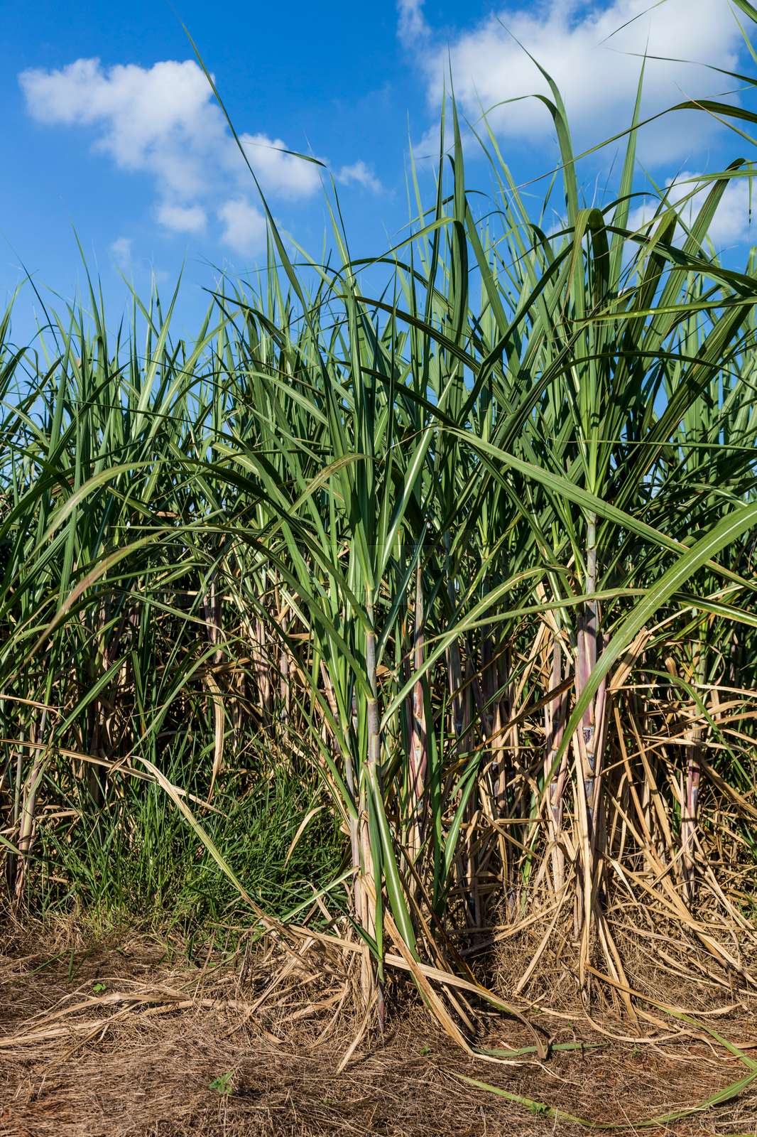 Brazilian Sugar cane | Stock image | Colourbox