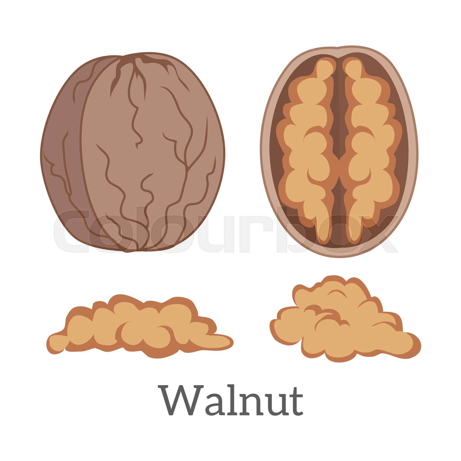 Illustration of Walnut Kernels | Stock vector | Colourbox