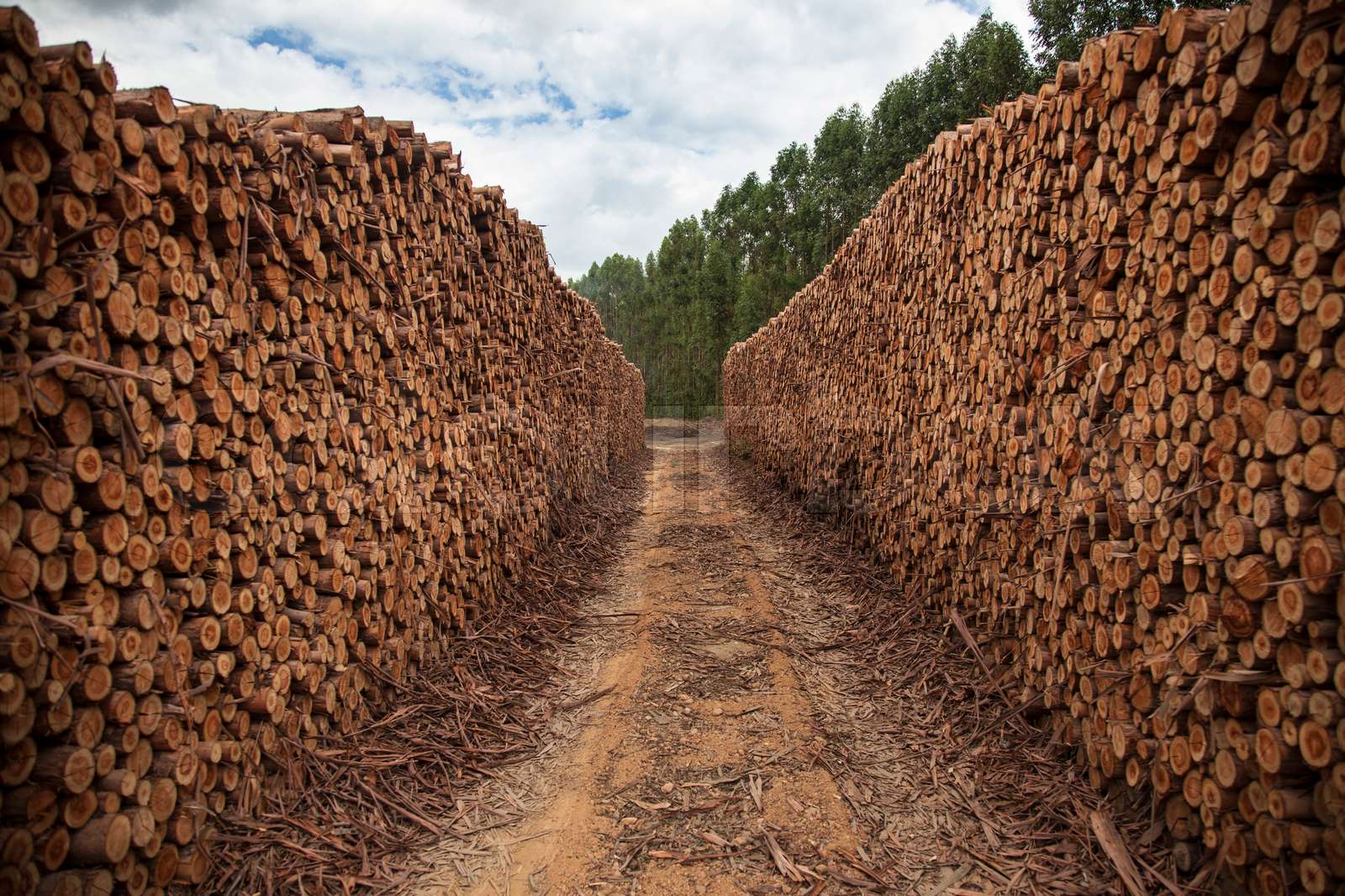 Stacked Logs | Stock image | Colourbox