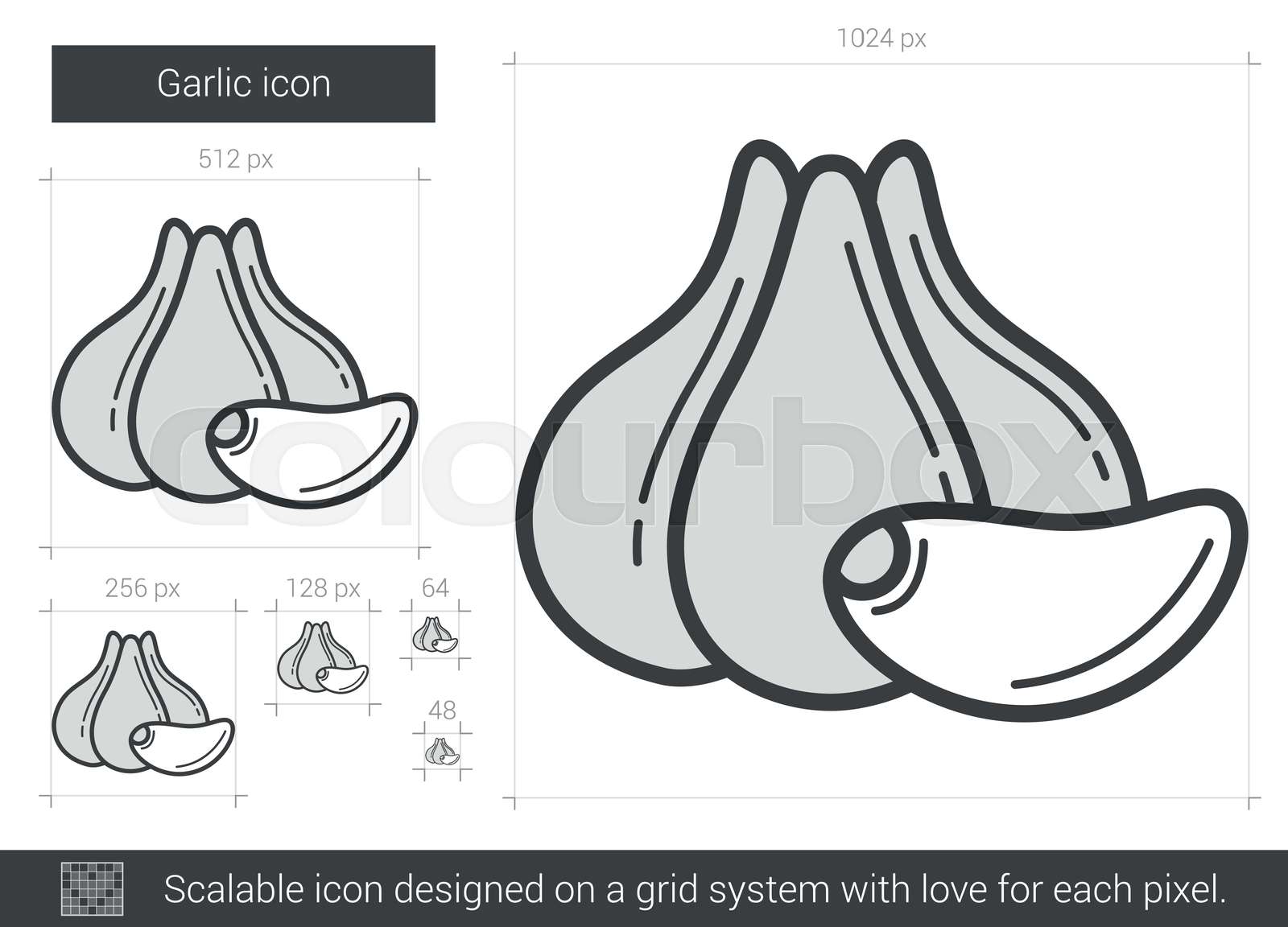 Garlic Line Drawing