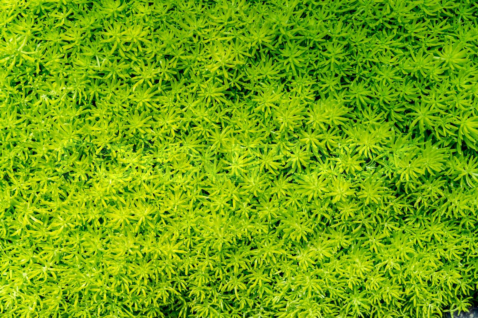 Green leaves floor | Stock image | Colourbox