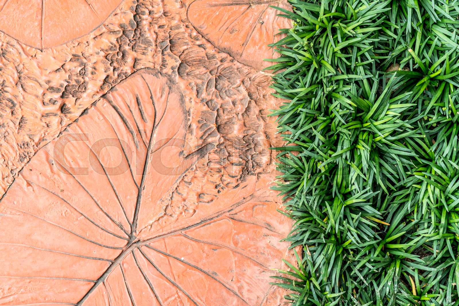 Green grass texture | Stock image | Colourbox