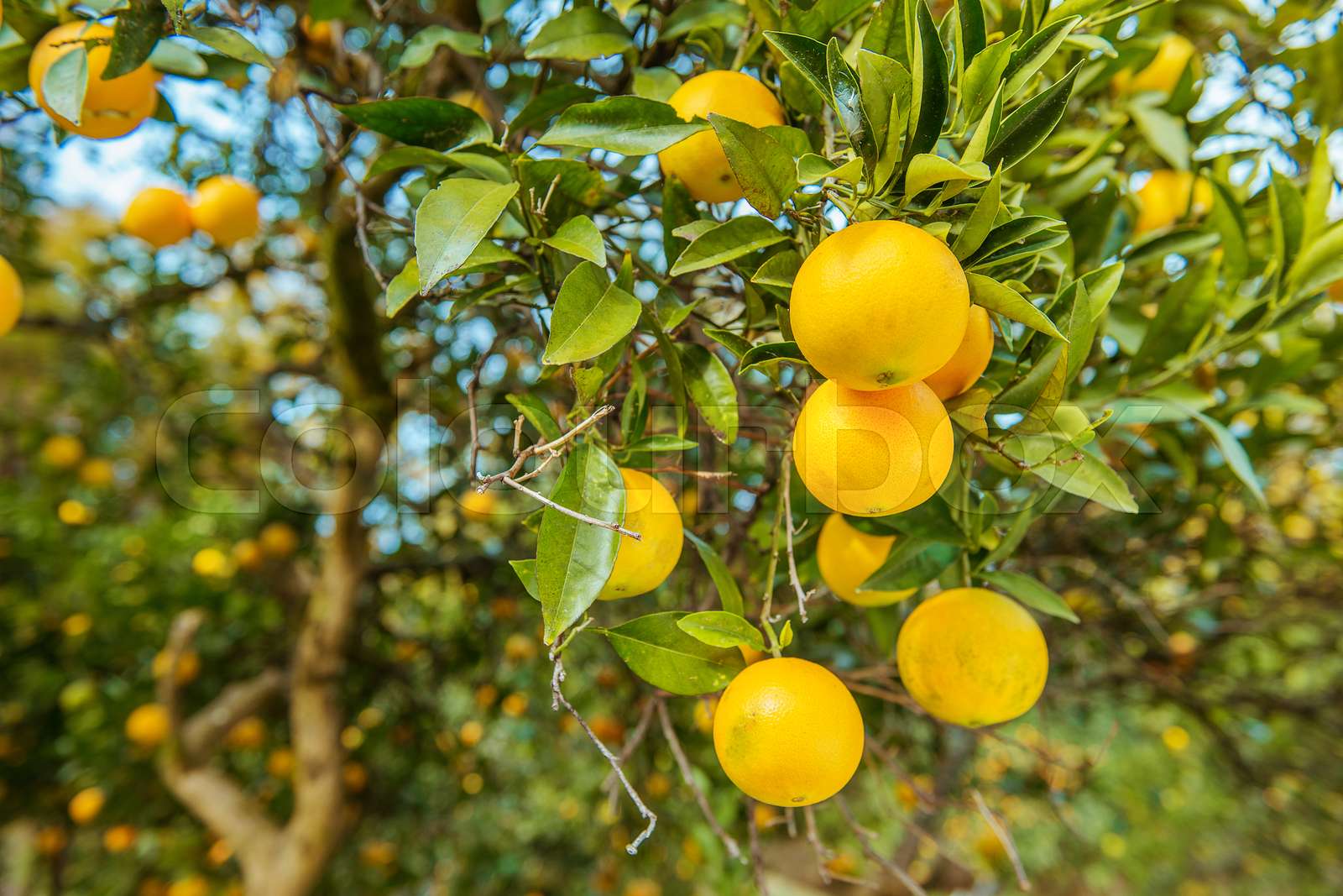 Orange tree | Stock image | Colourbox