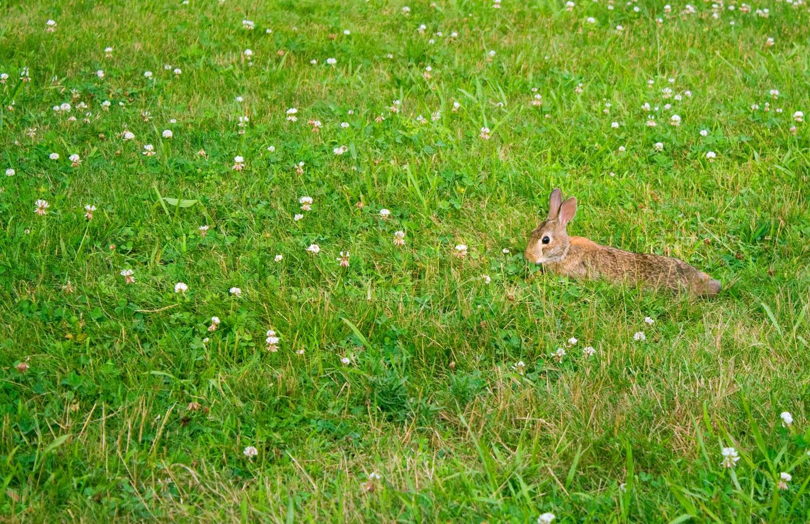 A wild bunny rabbit grazing in the green grass in Connecticut at ...