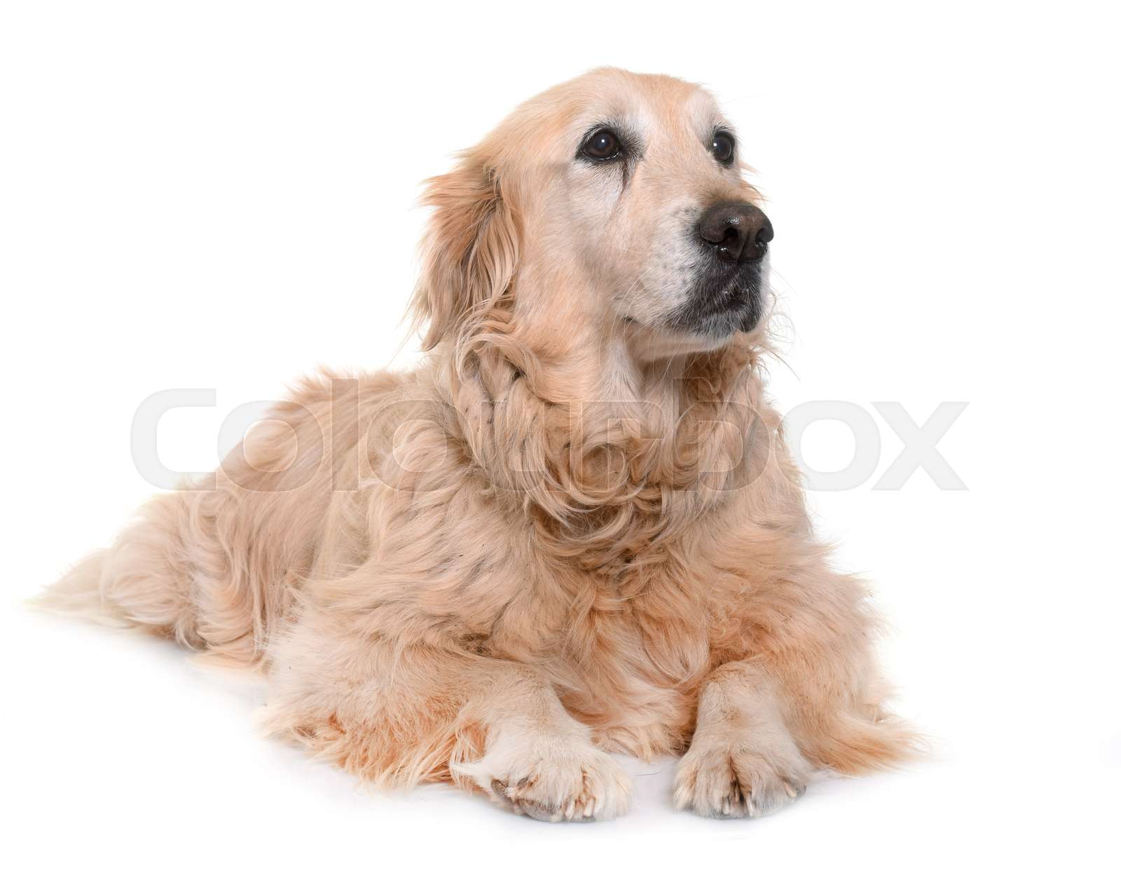 old golden retriever | Stock image | Colourbox