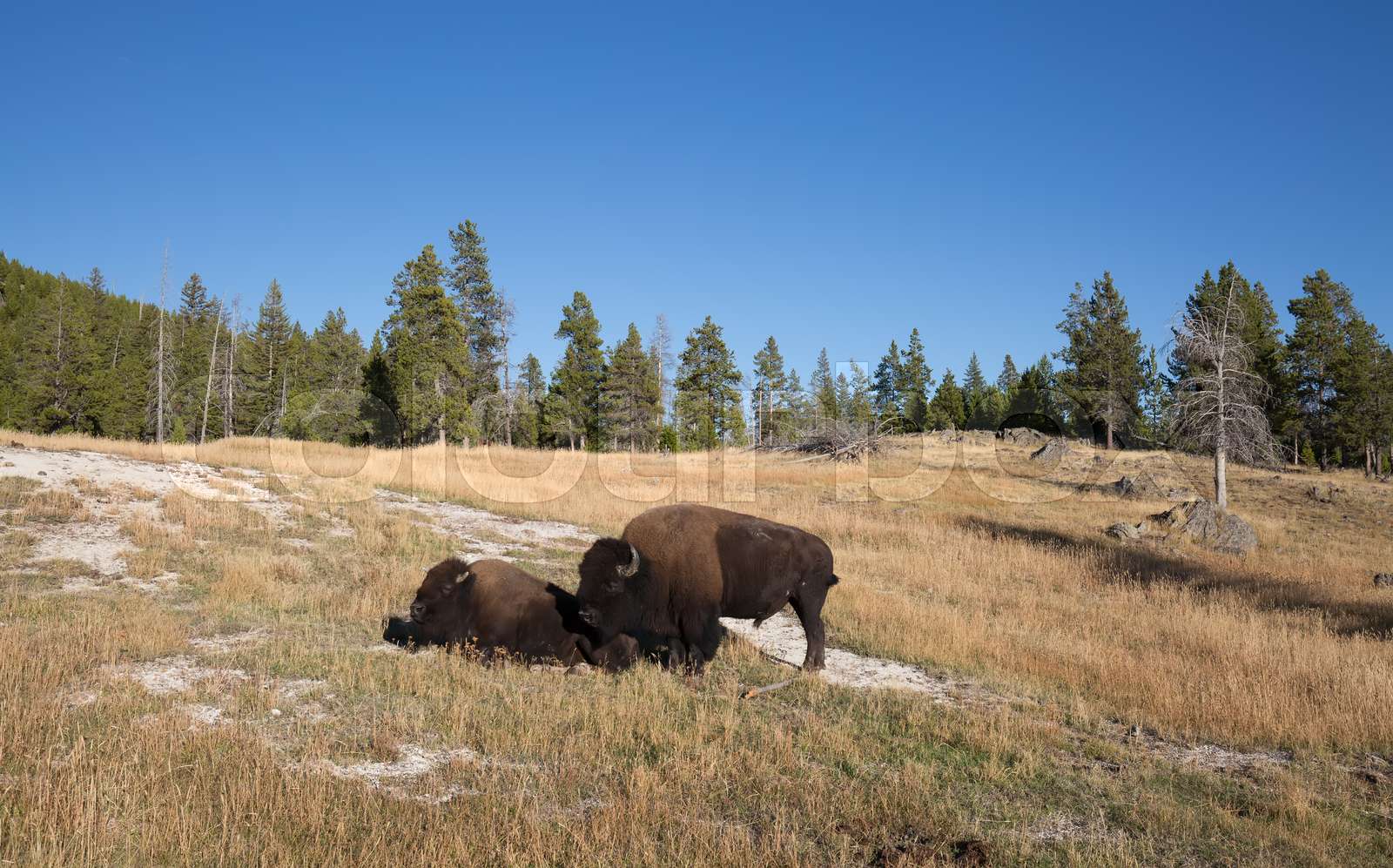 Bison | Stock image | Colourbox