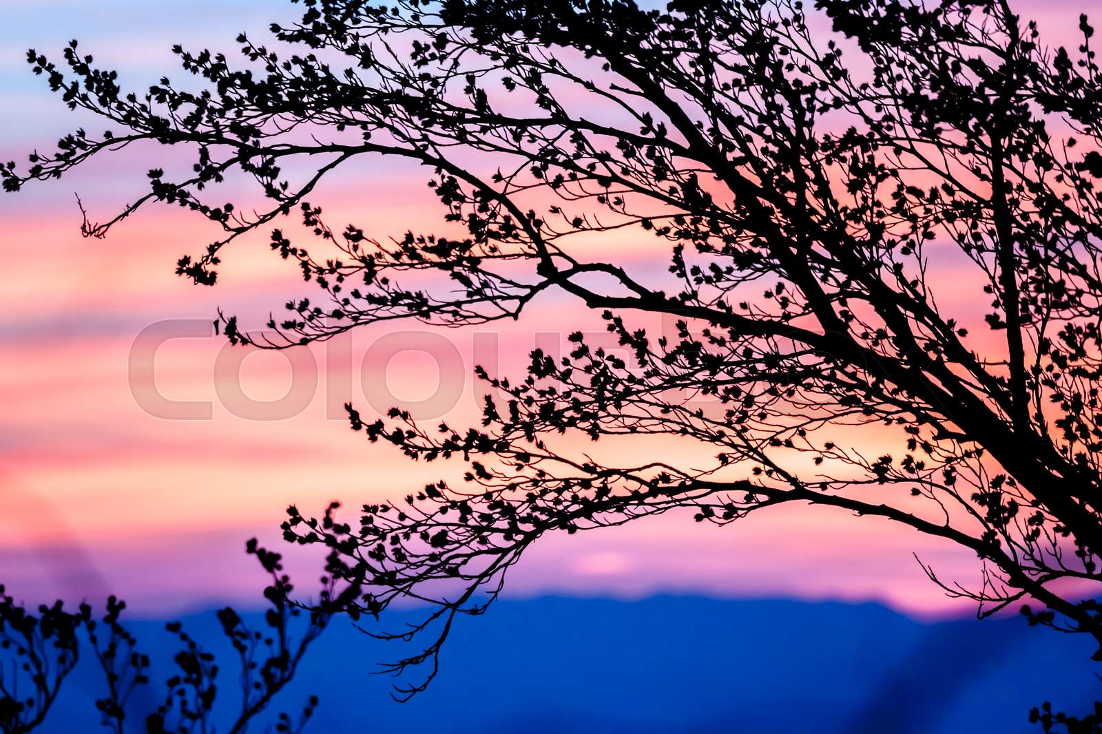 sunset through tree branches | Stock image | Colourbox