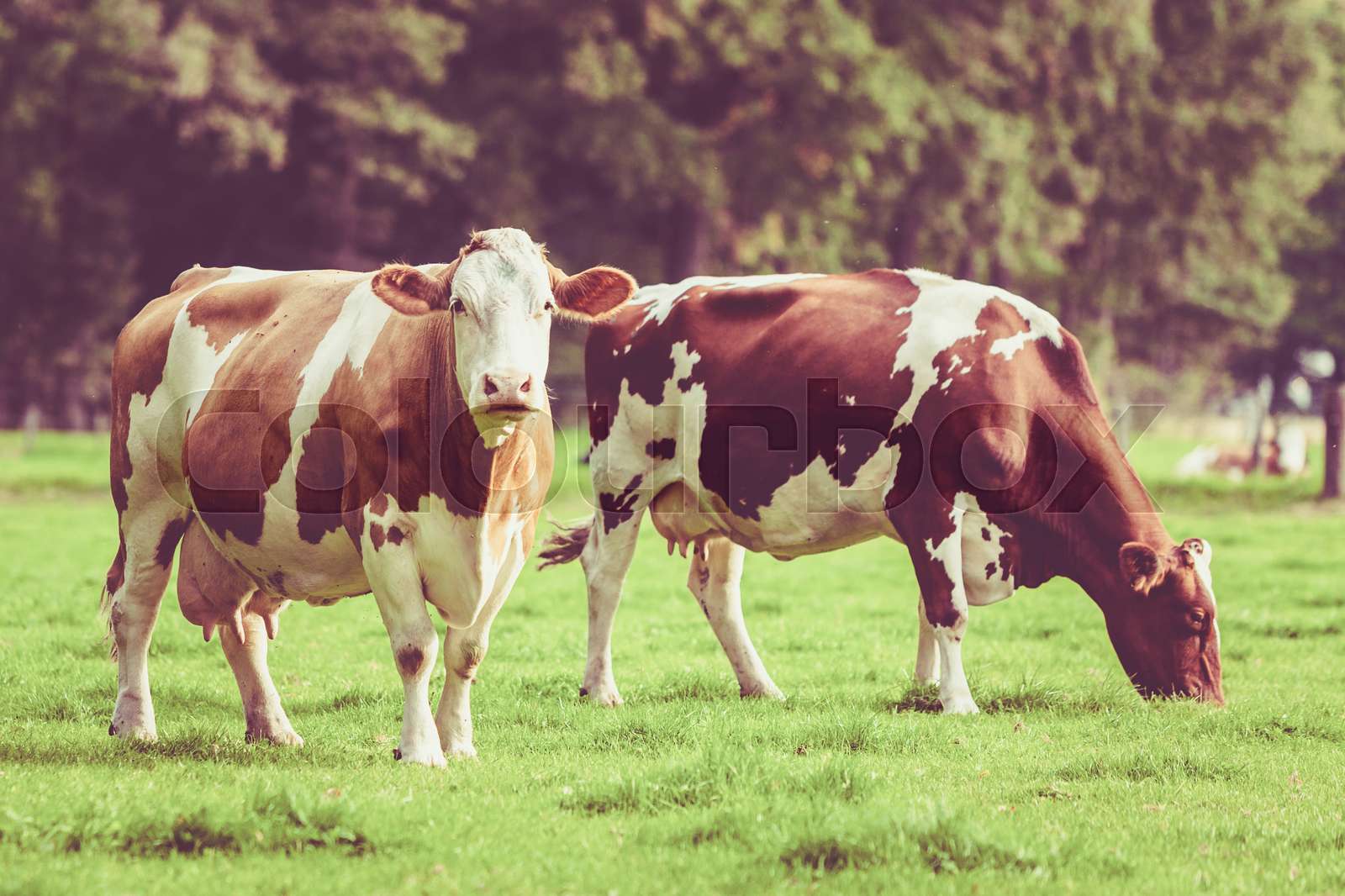 Herd of cows at summer green field. Vintage style | Stock image | Colourbox
