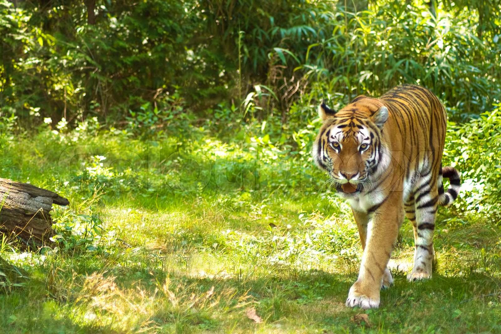 A ferocious tiger on the prowl in a natural setting | Stock image ...