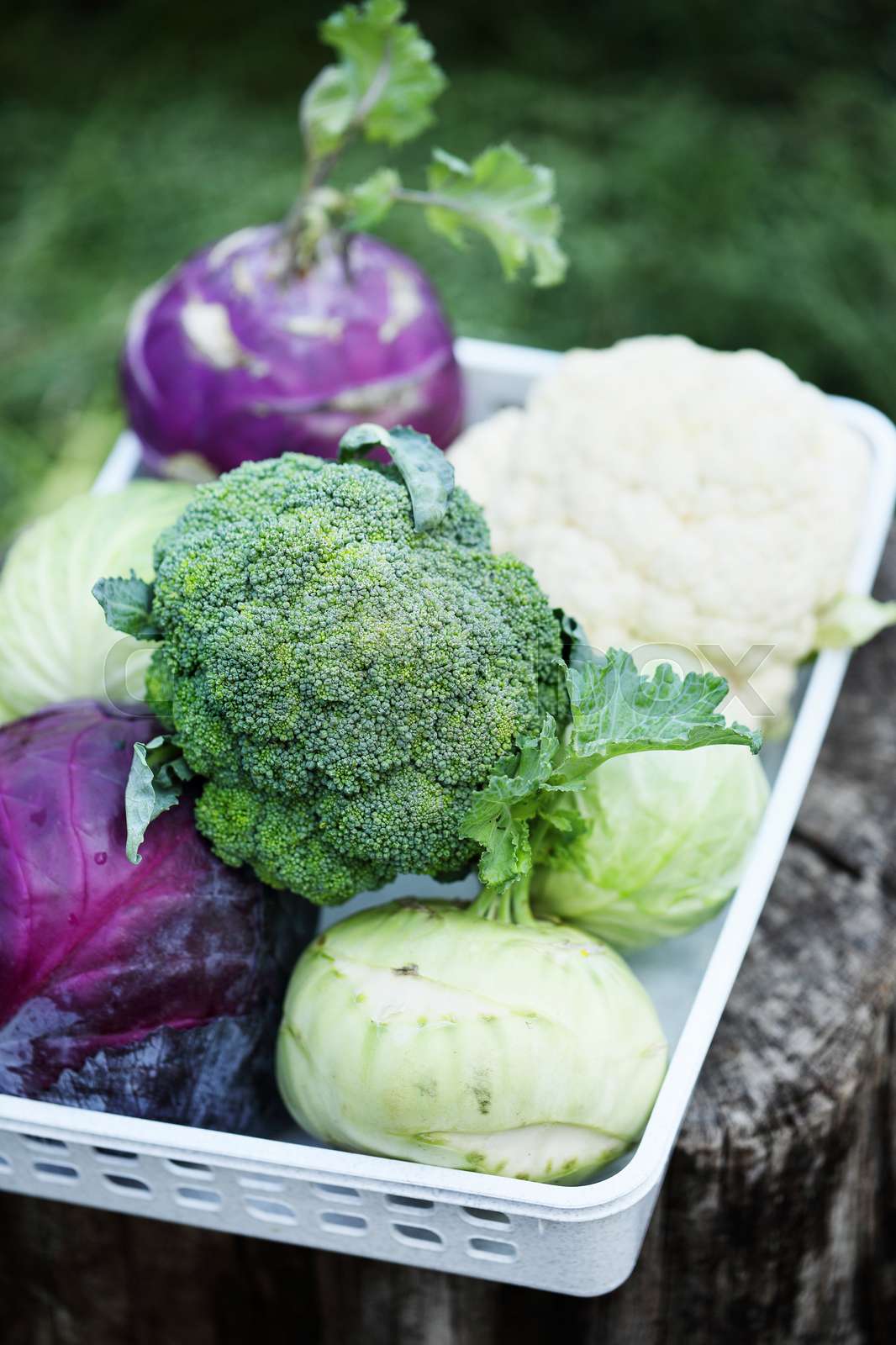 Collection of various types of cabbage | Stock image | Colourbox