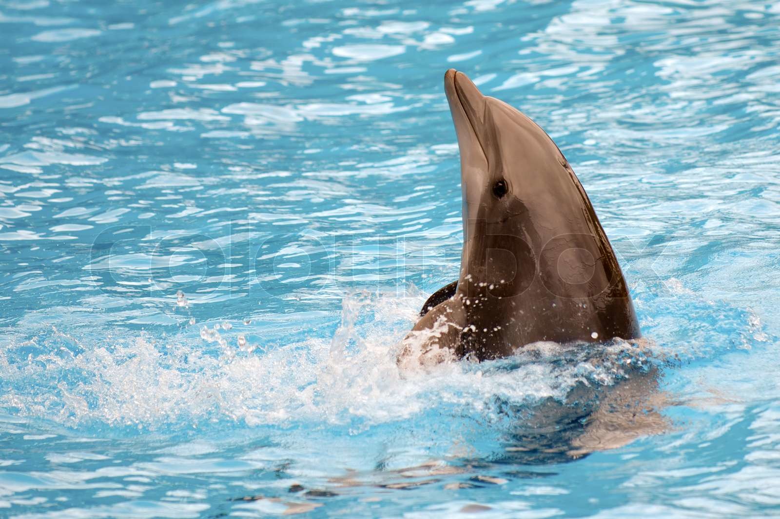 Dolphin is swimming backwards. | Stock image | Colourbox