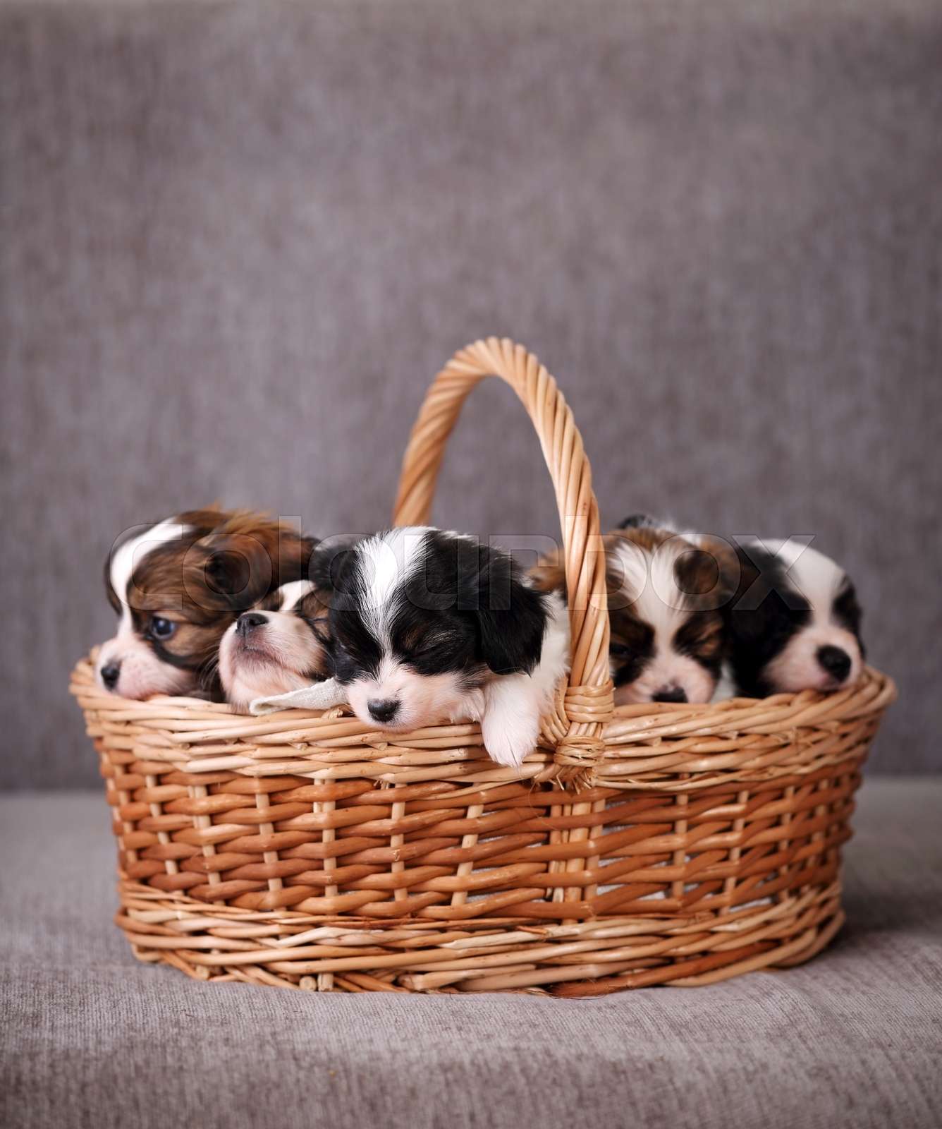 Five puppies sleeping | Stock image | Colourbox