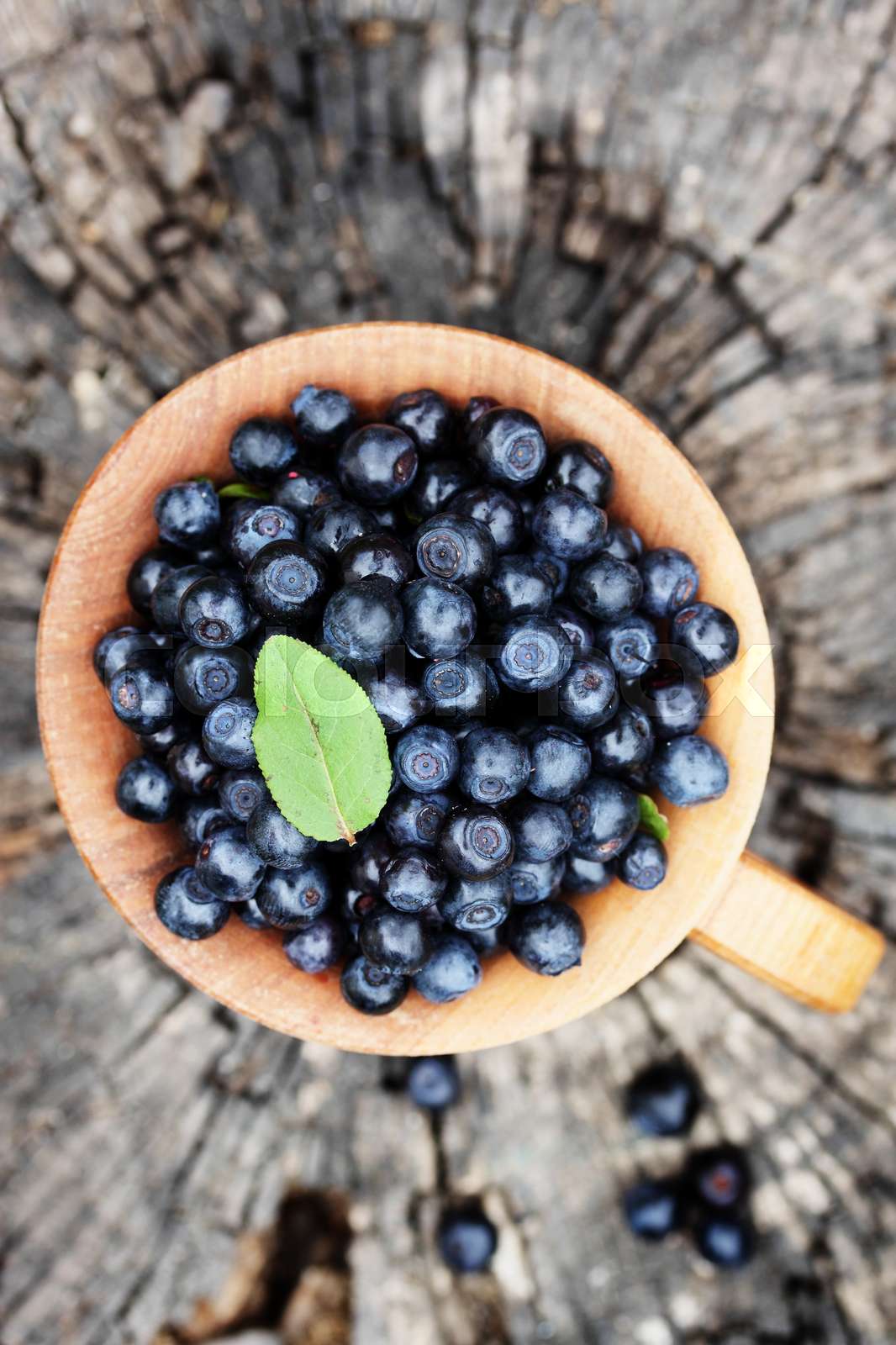 Forest blueberries on the stump | Stock image | Colourbox