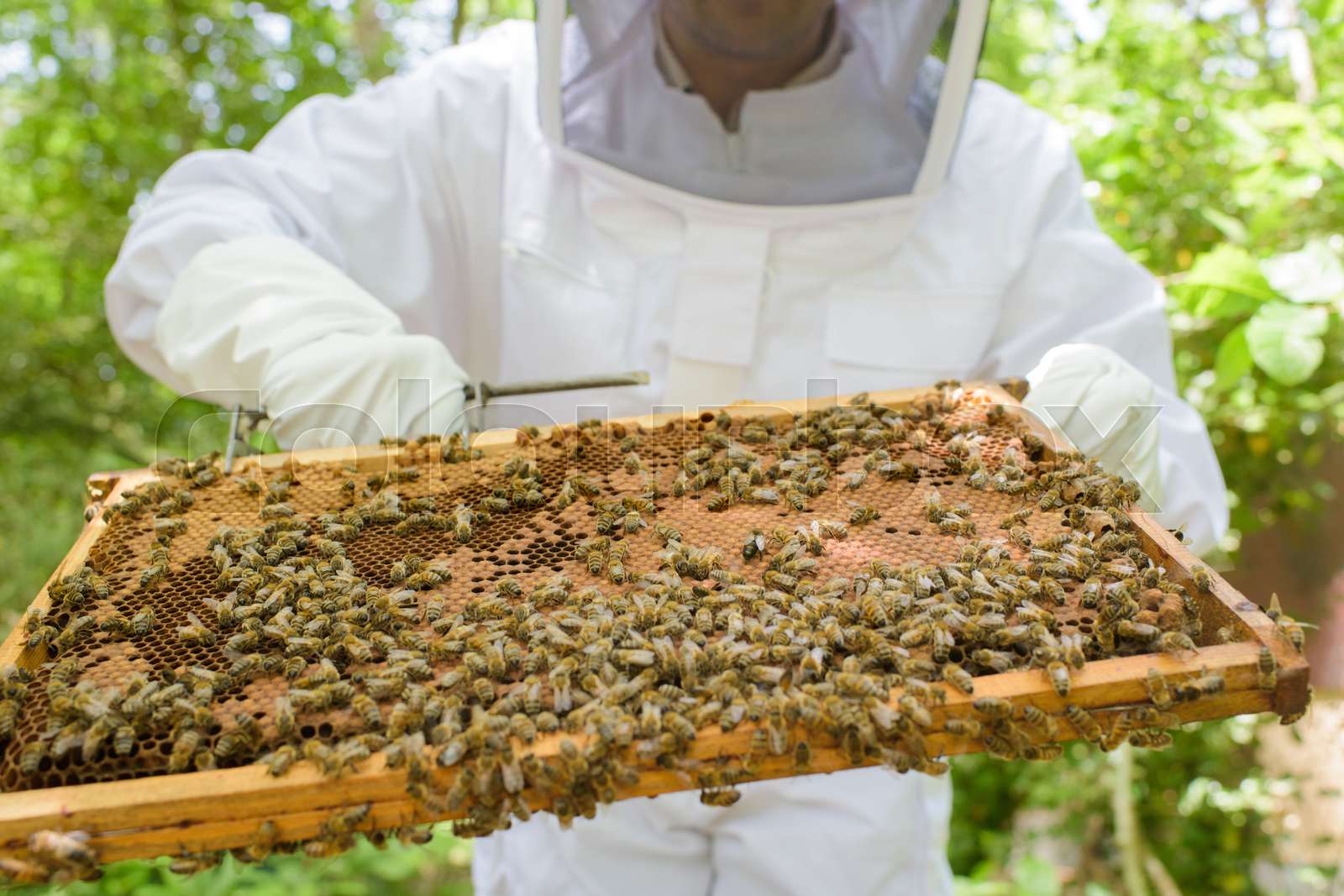 apiarist harvesting honey | Stock image | Colourbox