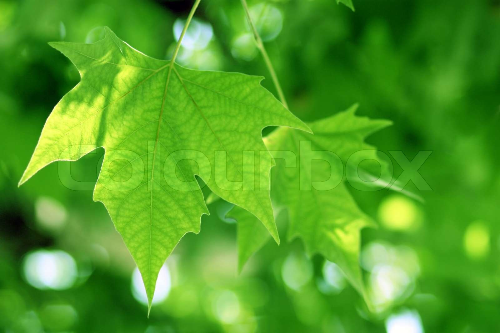 Zwei grüne Blätter einer Platane auf natürliche zurück Hintergrund ...