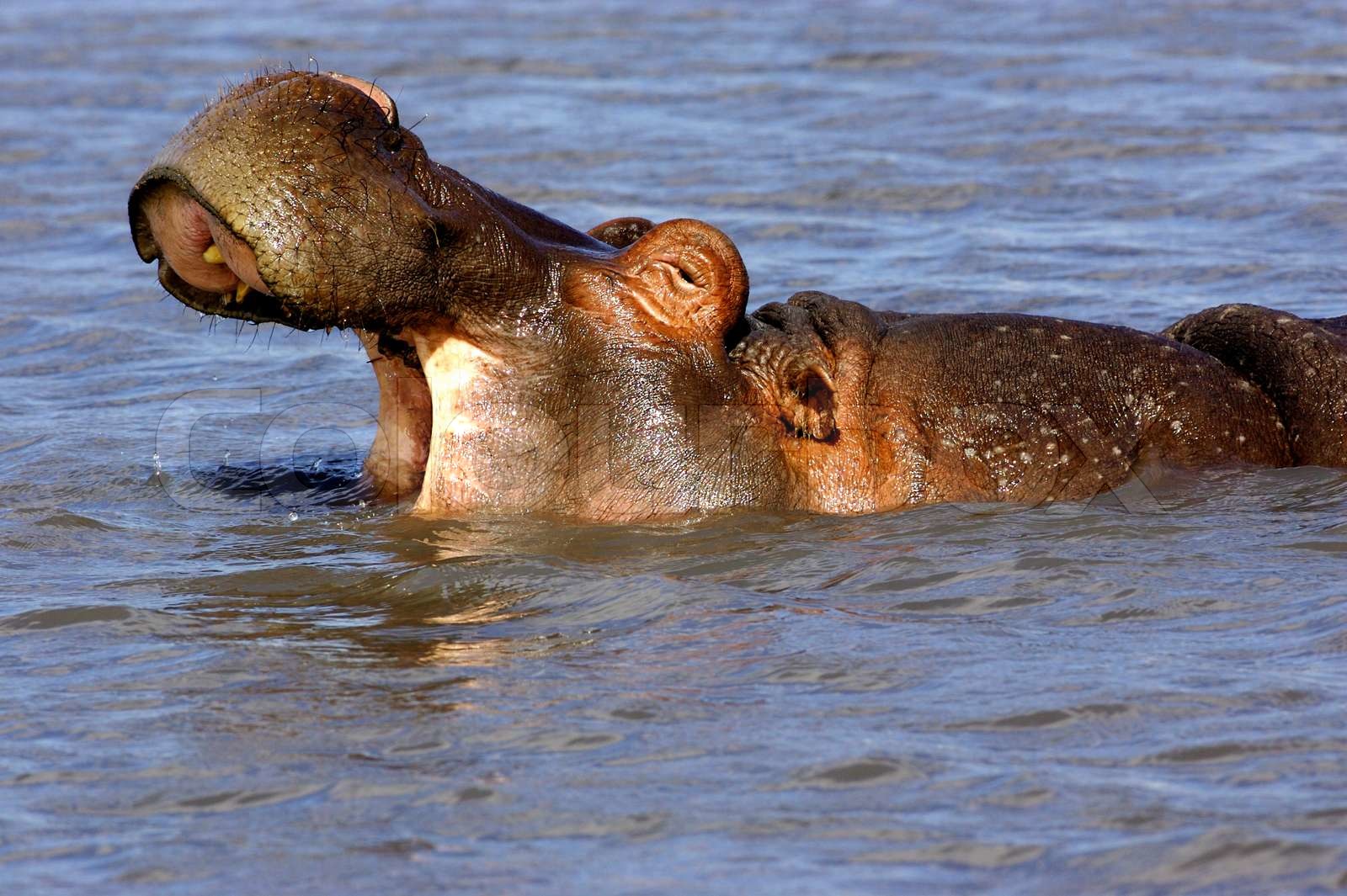 African Hippopotamus | Stock image | Colourbox