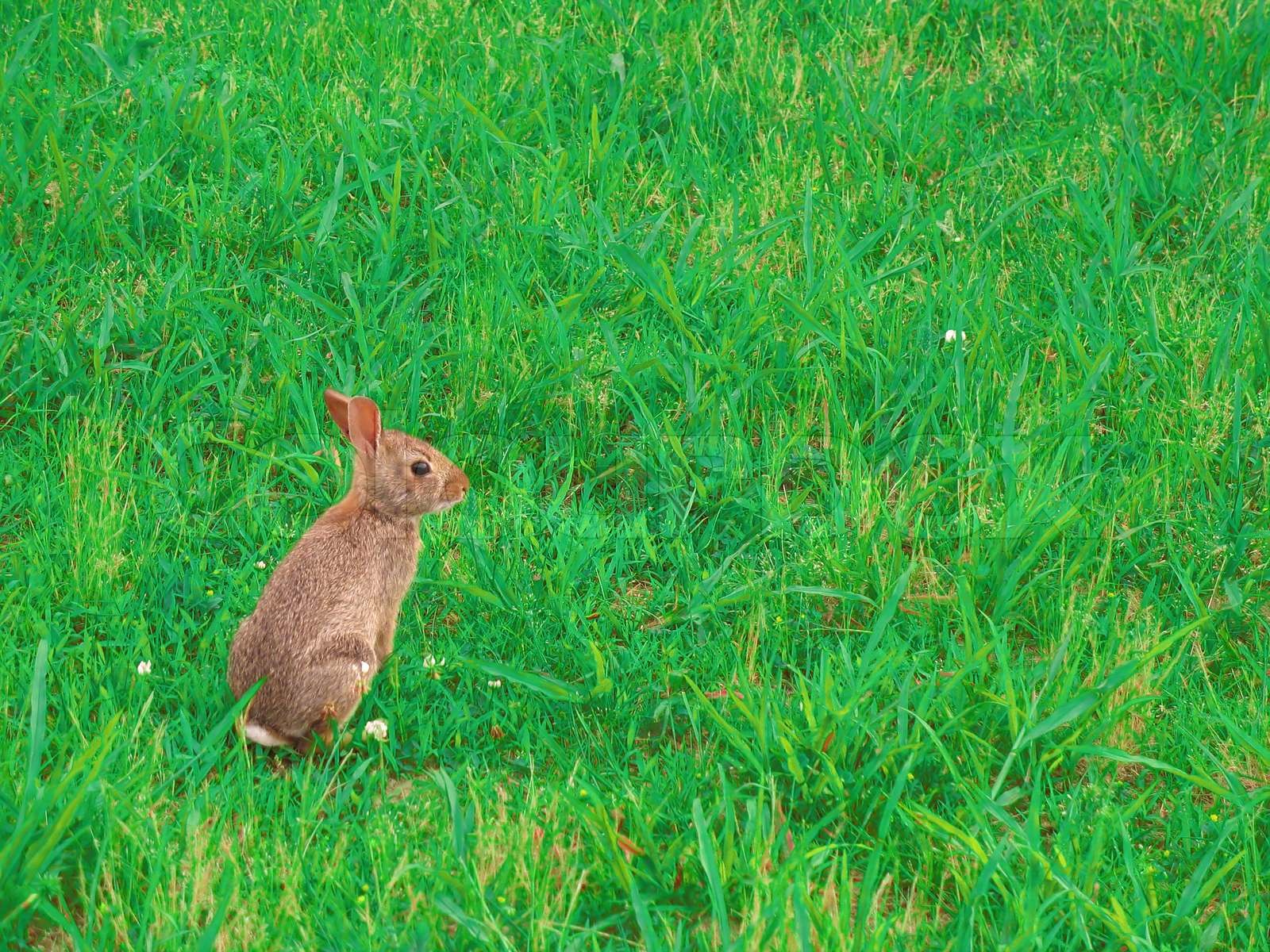 A wild bunny rabbit grazing in the grass in Connecticut at Hamonasset ...
