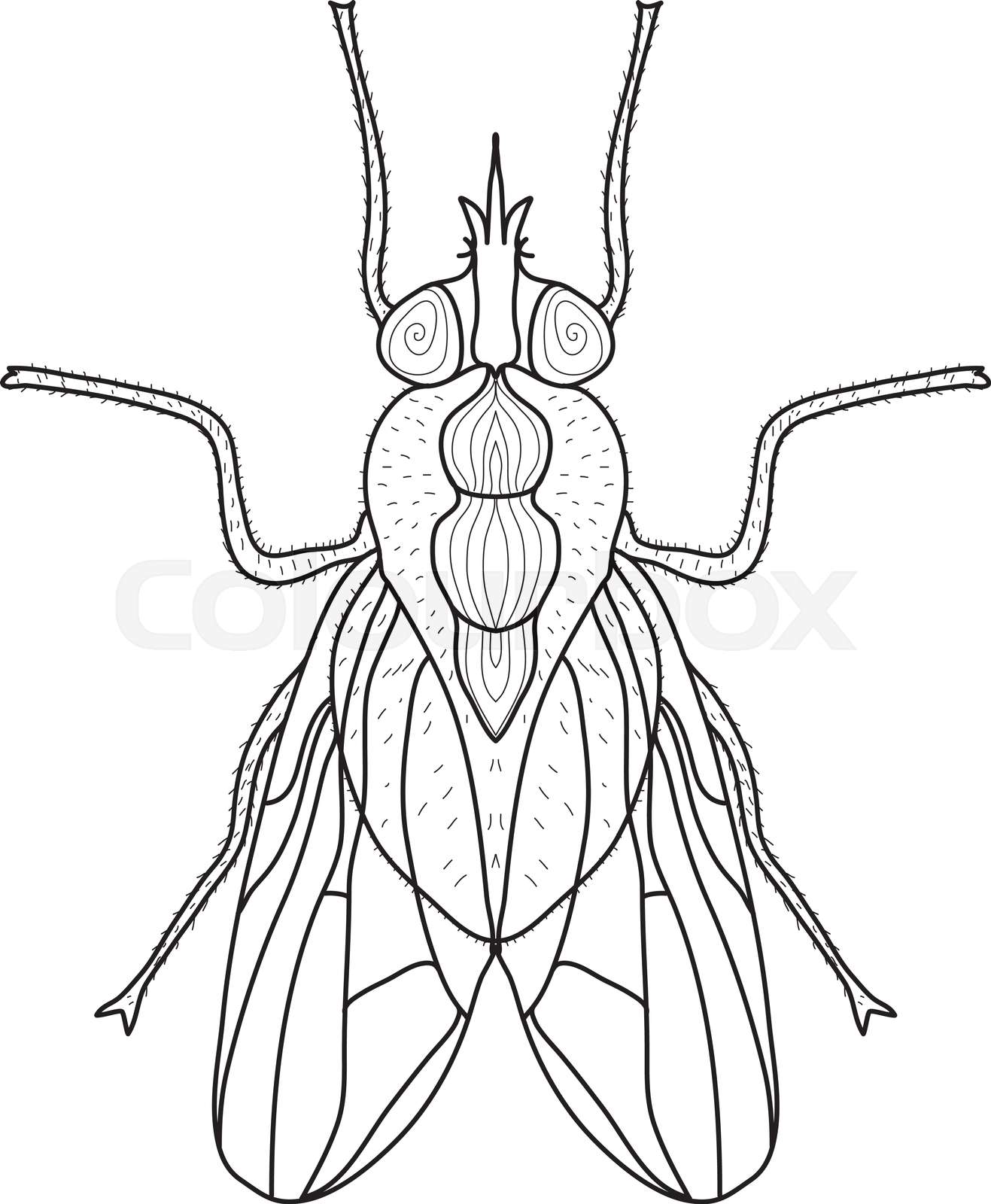 Fly insect sketch, doodle style. Line art. Vector illustration | Stock ...