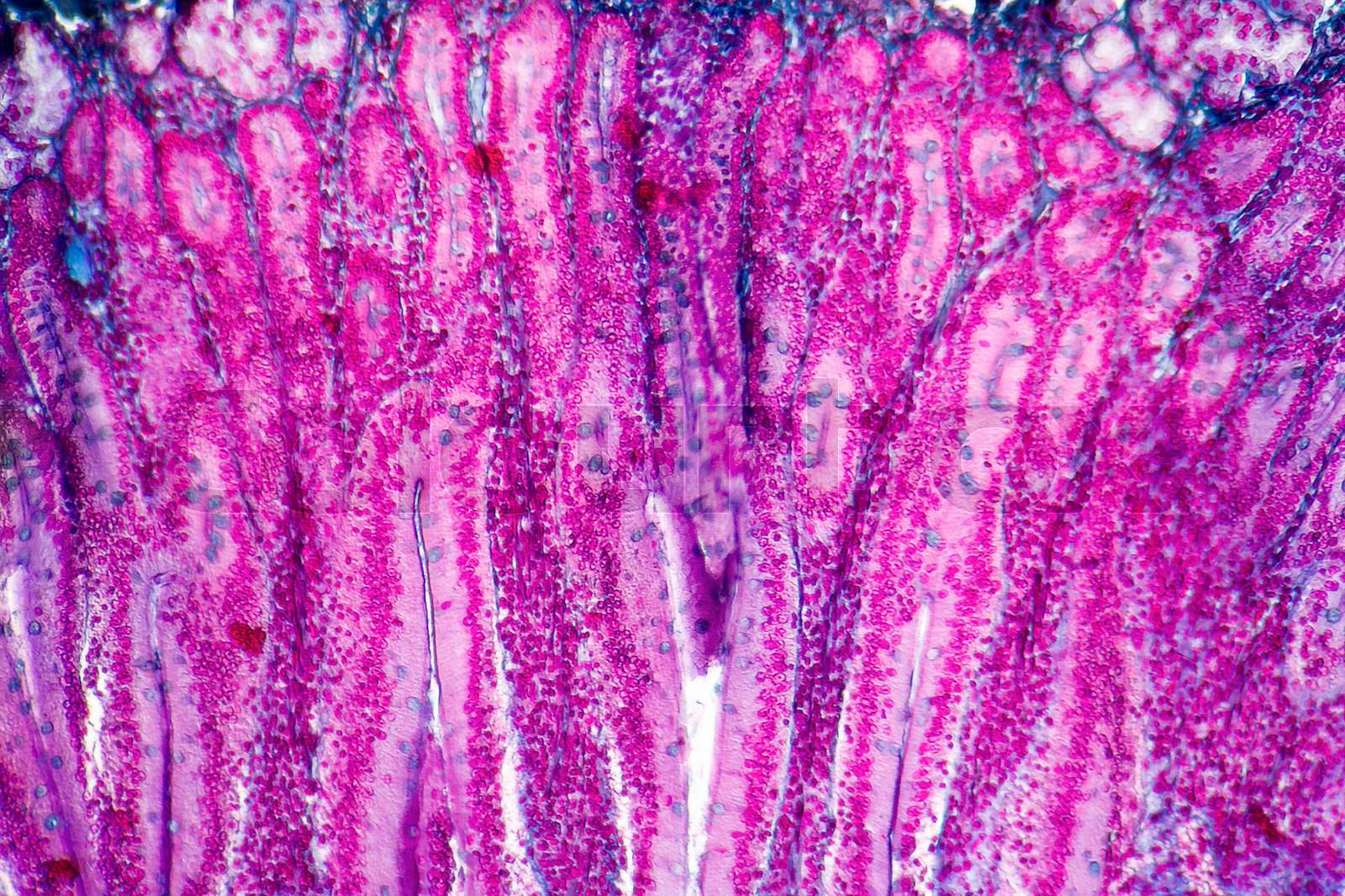 duodenum cross section | Stock image | Colourbox