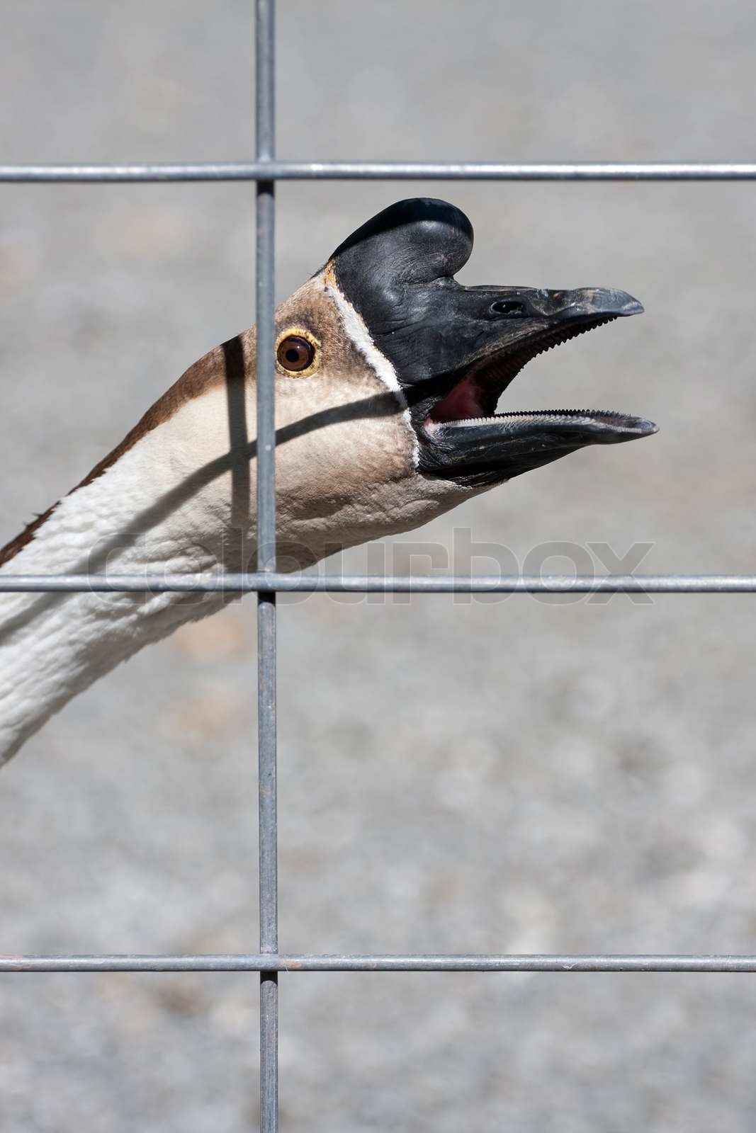 An irritated angry goose honking with its beak open wide | Stock image ...