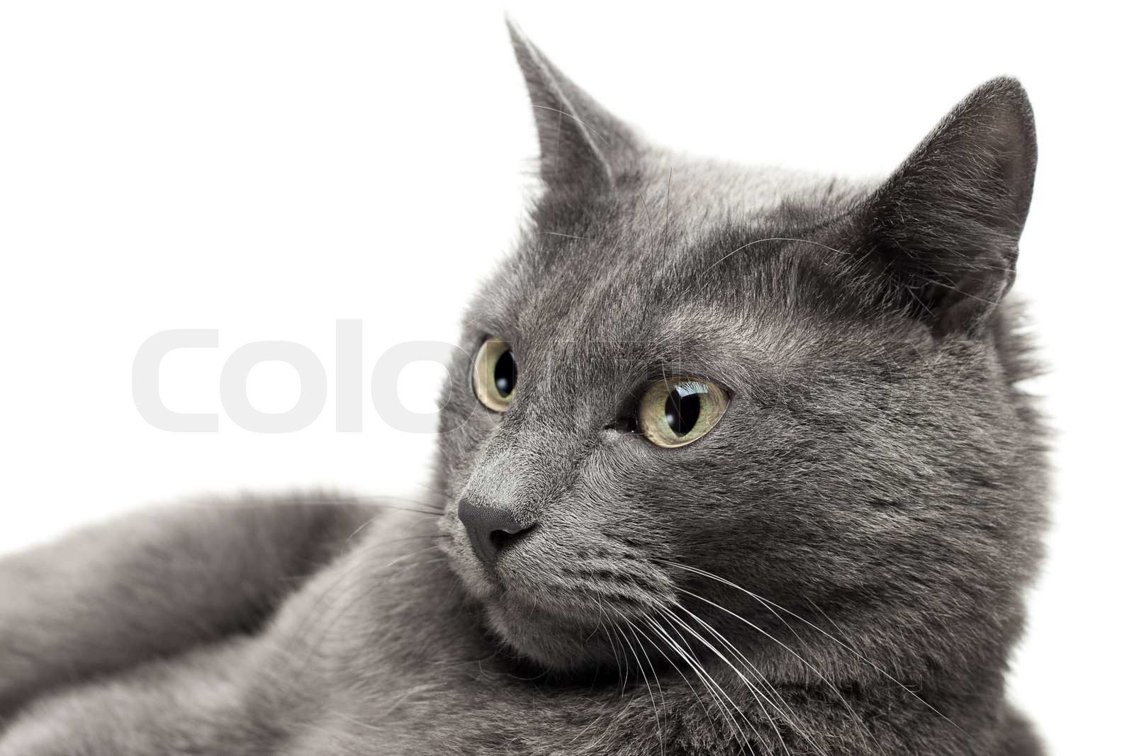 nærbillede af en grå kat liggende over hvide baggrund | Stock foto ...