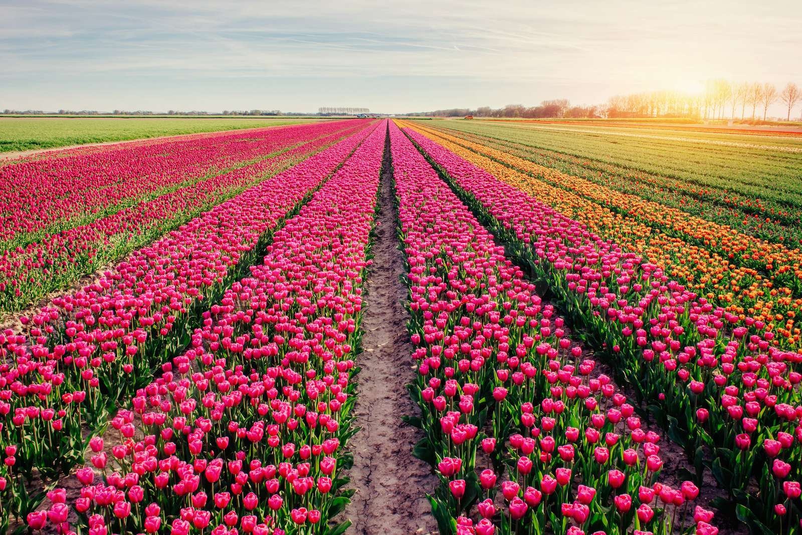 Beautiful tulips field in the Netherlands. Holland | Stock image ...