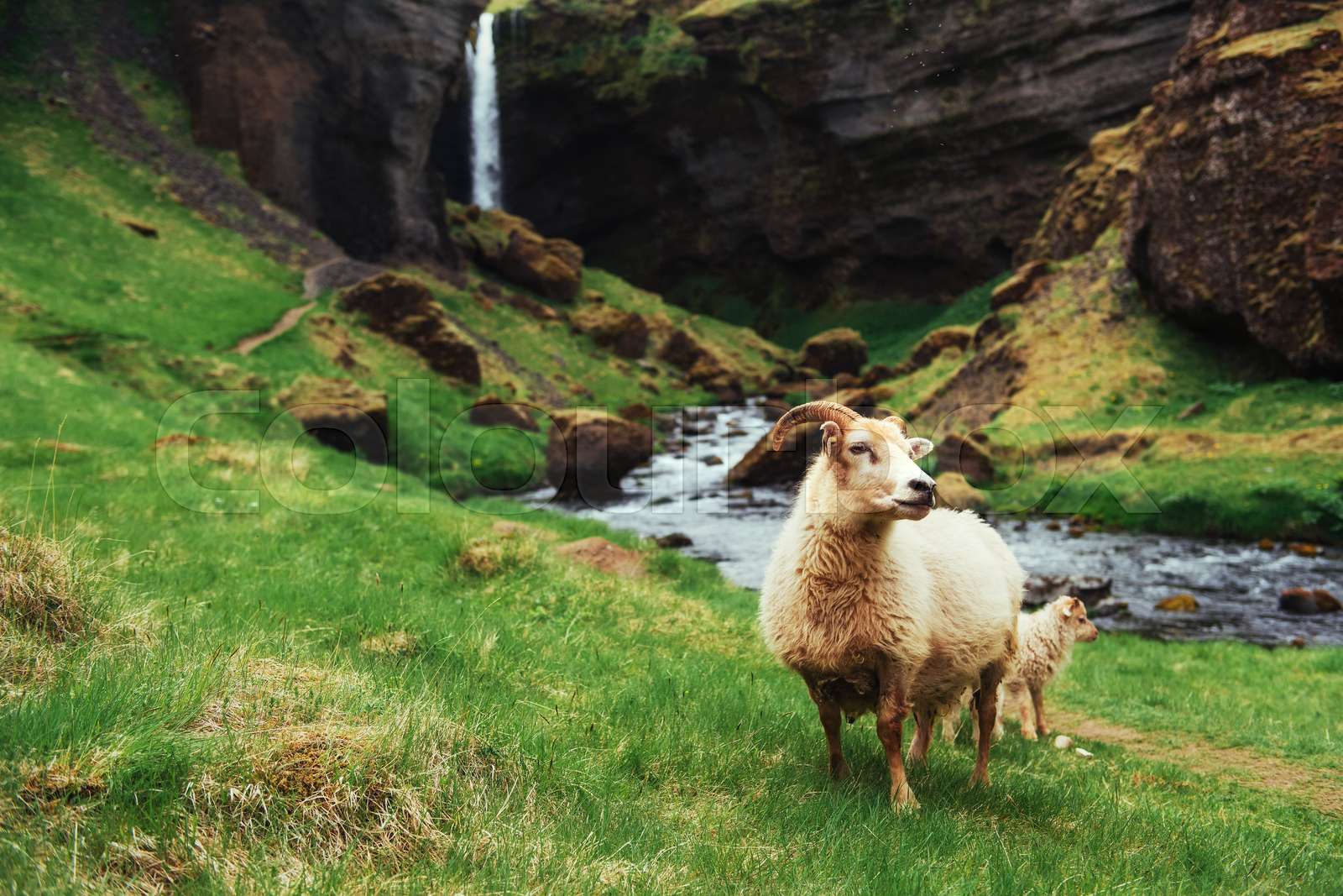 The Icelandic sheep | Stock image | Colourbox