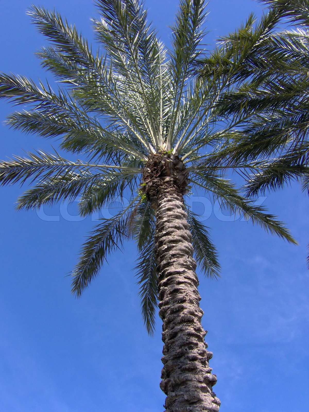 underneath a tropical florida palm tree | Stock image | Colourbox