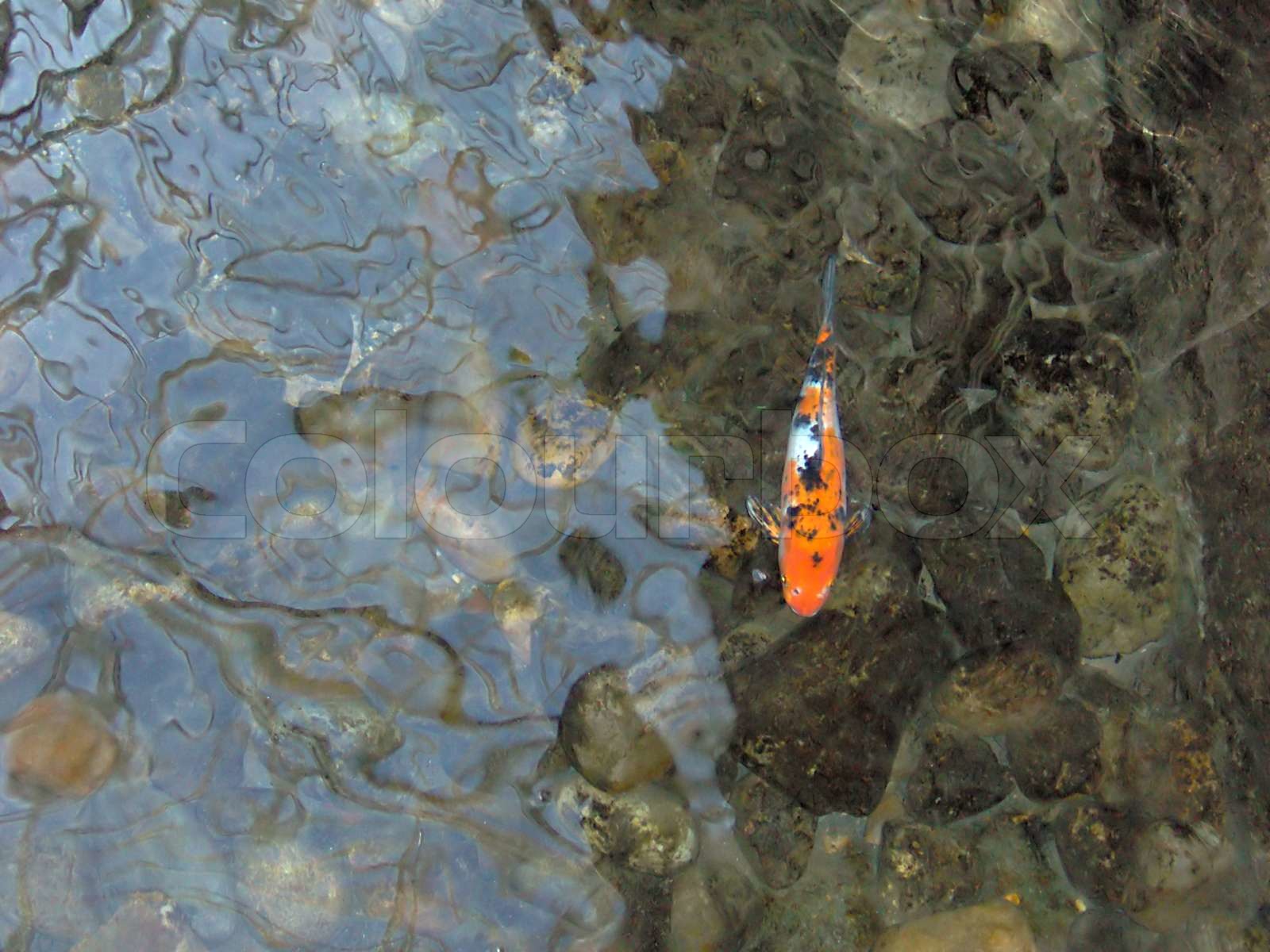 A lonely koi carp / goldfish. | Stock image | Colourbox