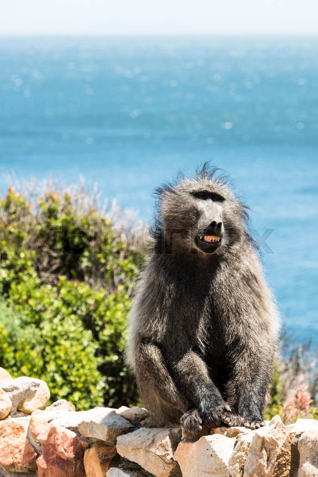 African Baboon showing its teeth | Stock image | Colourbox